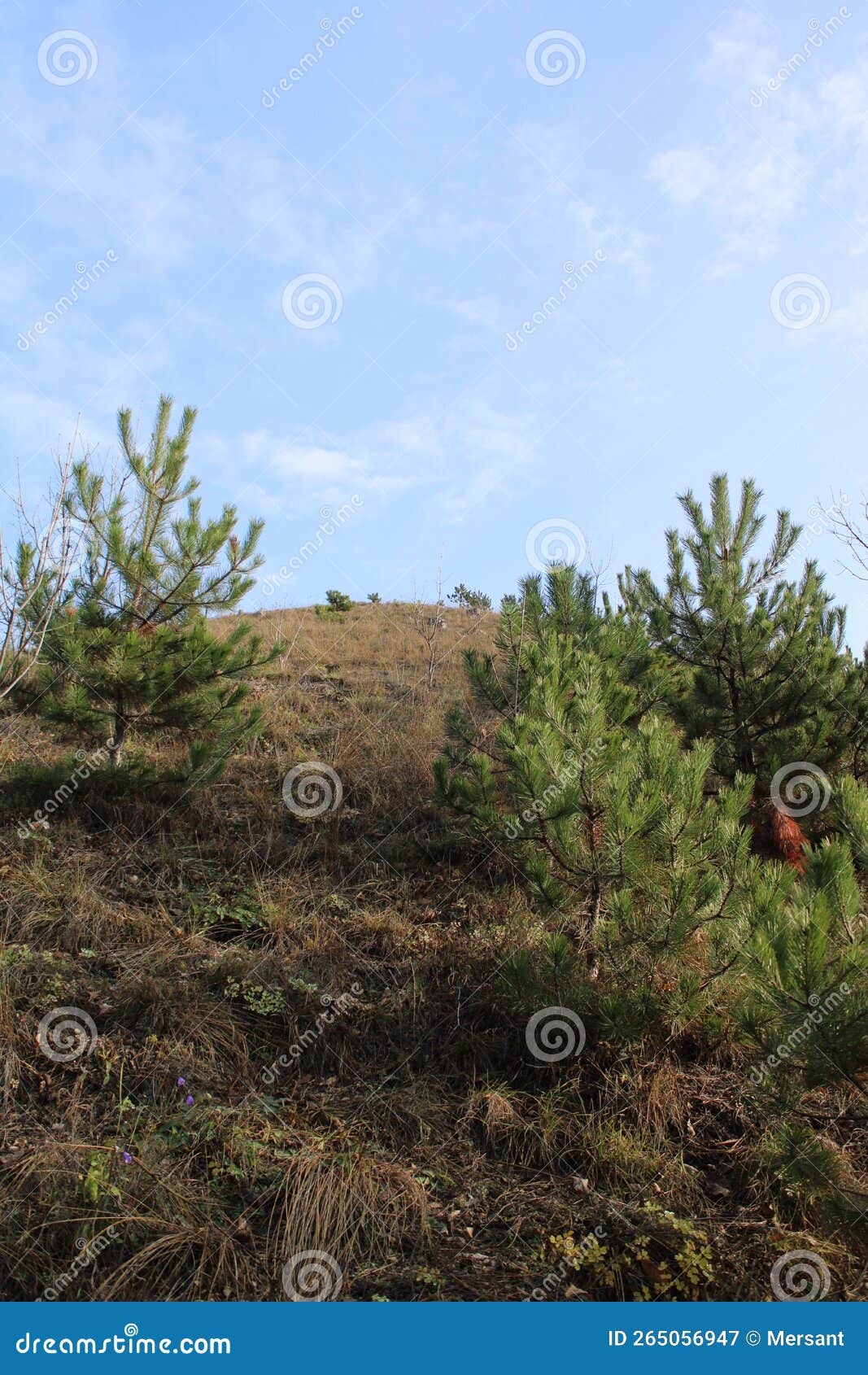 Pinewood Forest at Budakeszi Stock Image - Image of balaton, relax ...