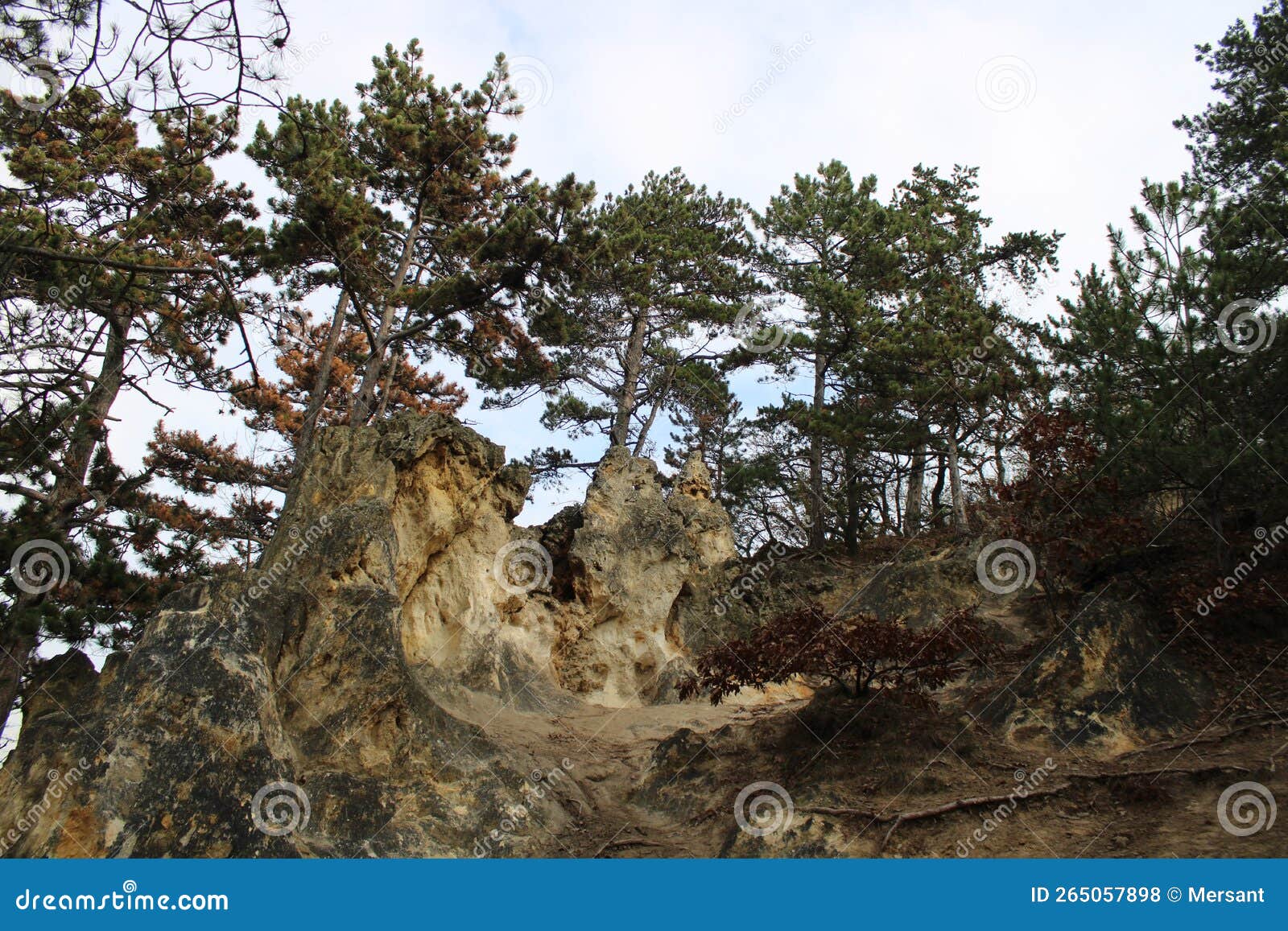 Pinewood Forest at Budakeszi Stock Photo - Image of walking, forest ...