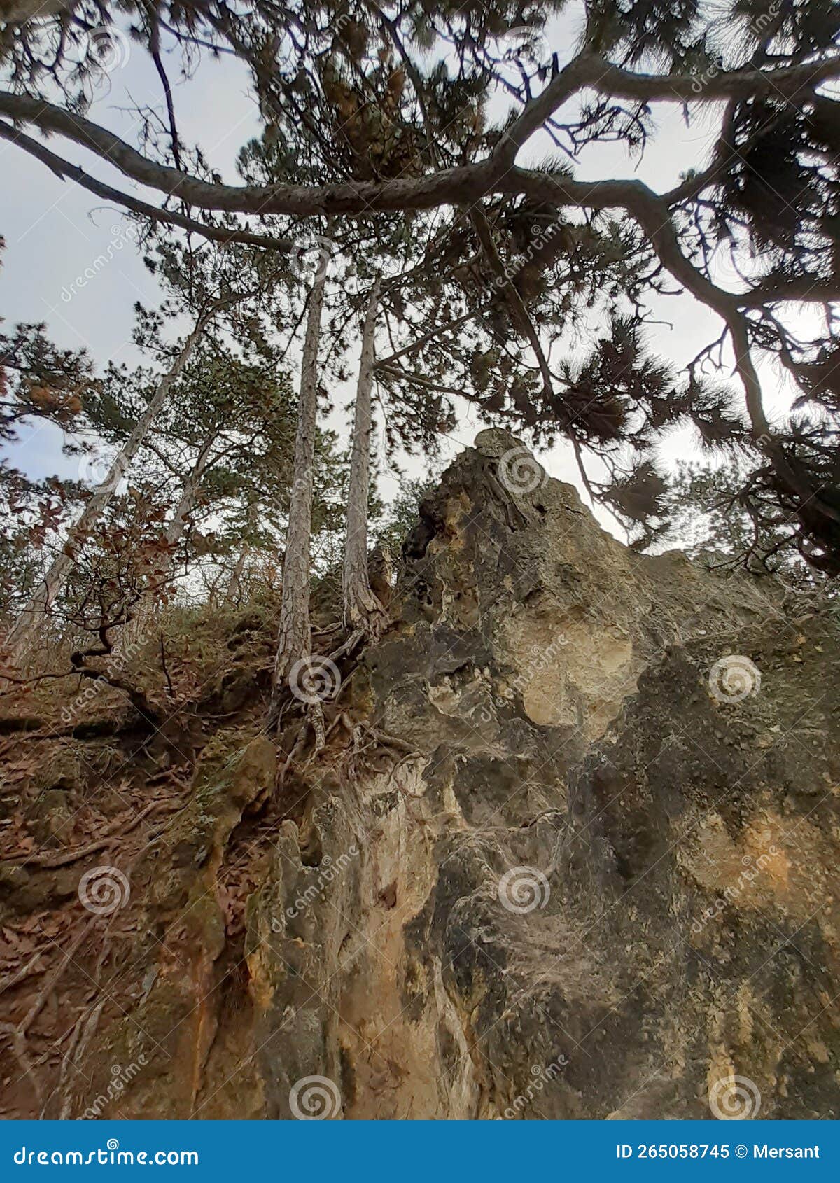 Pinewood Forest at Budakeszi Stock Image - Image of relax, nature ...