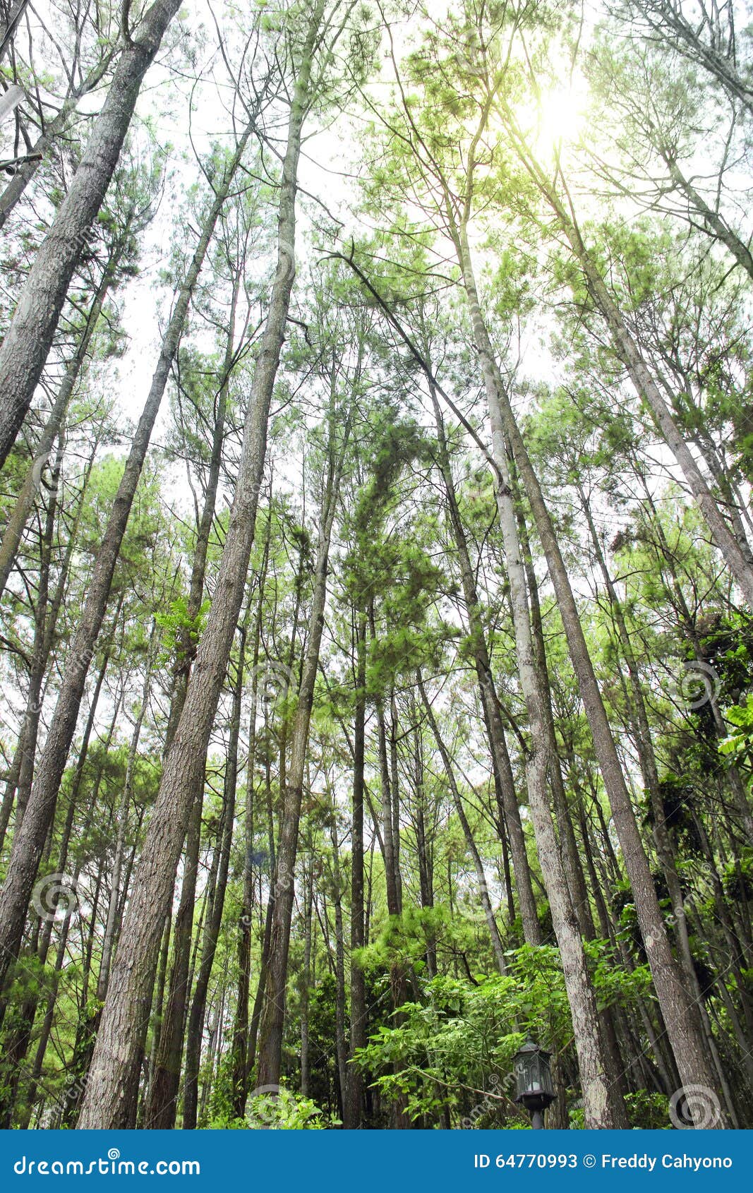 Pinewood forest daylight stock image. Image of daytime - 64770993