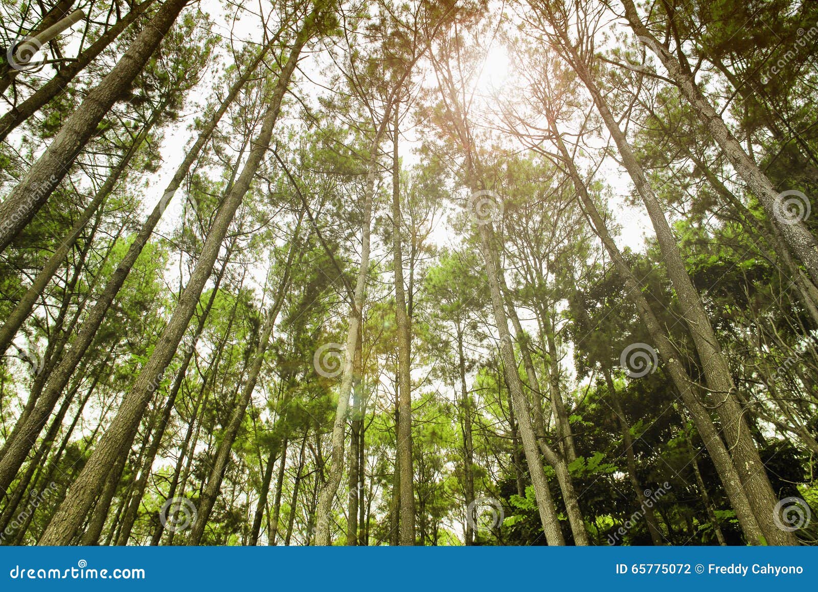 Pinewood forest scenery stock photo. Image of forestry - 65775072
