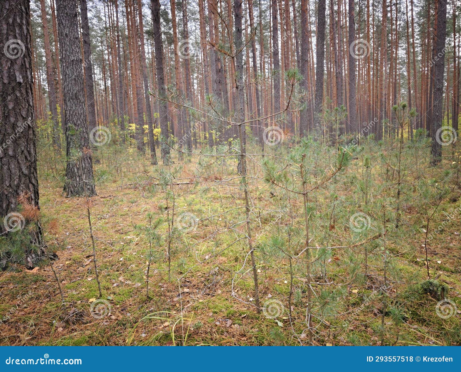 The Pinewood Forest in Sunrise Stock Photo - Image of spruce ...