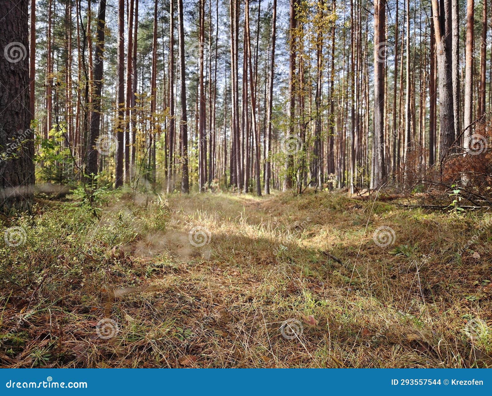 The Pinewood Forest in Sunrise Stock Photo - Image of wilderness ...