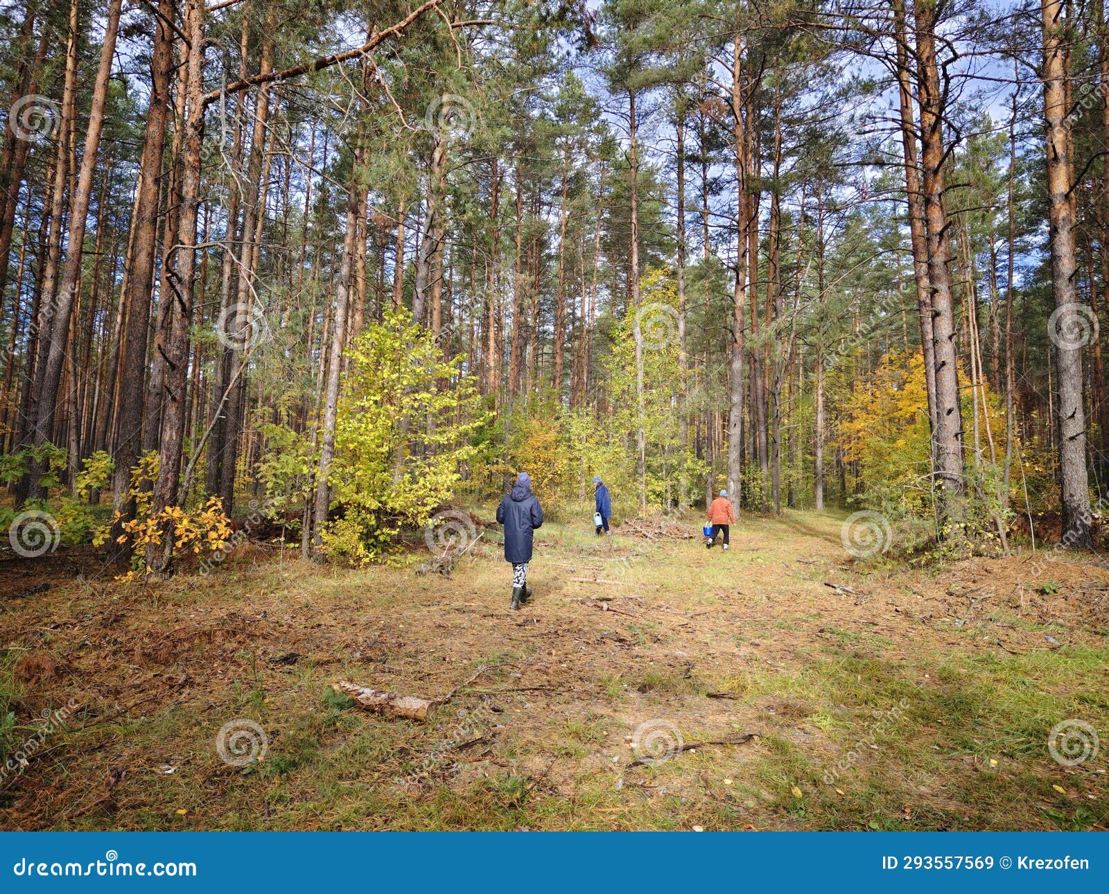 The Pinewood Forest in Sunrise Stock Image - Image of environment ...