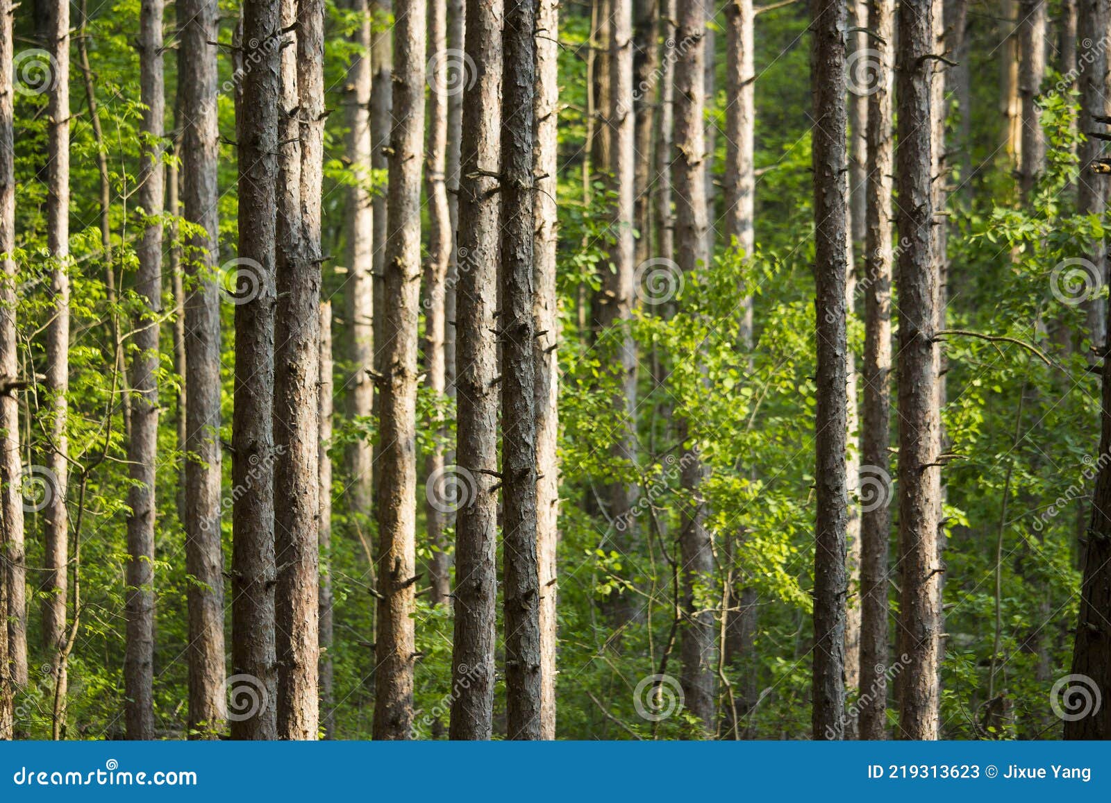 Pinewood forest in sunrise stock image. Image of scene - 219313623