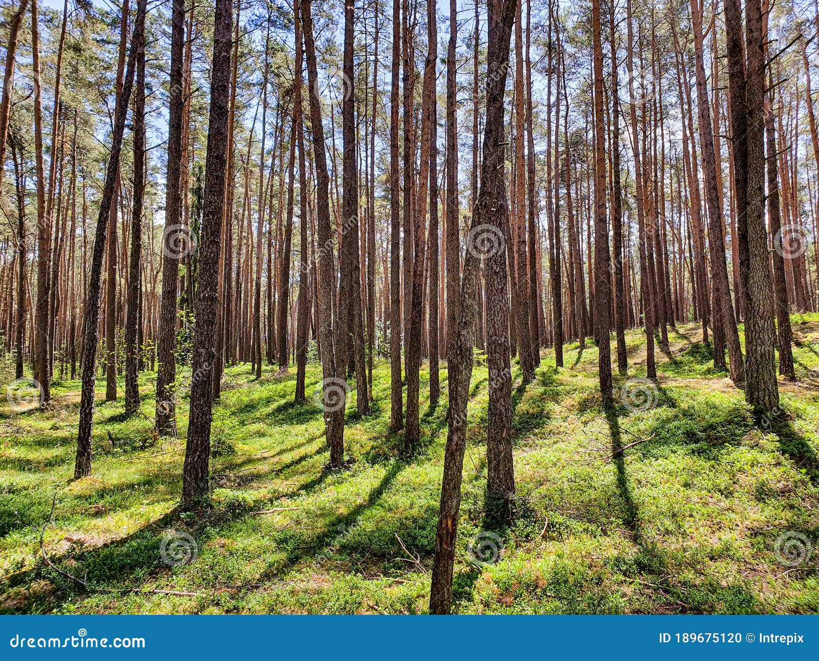 Pinewood Forest in Sunshine Stock Photo - Image of summer, quiet: 189675120