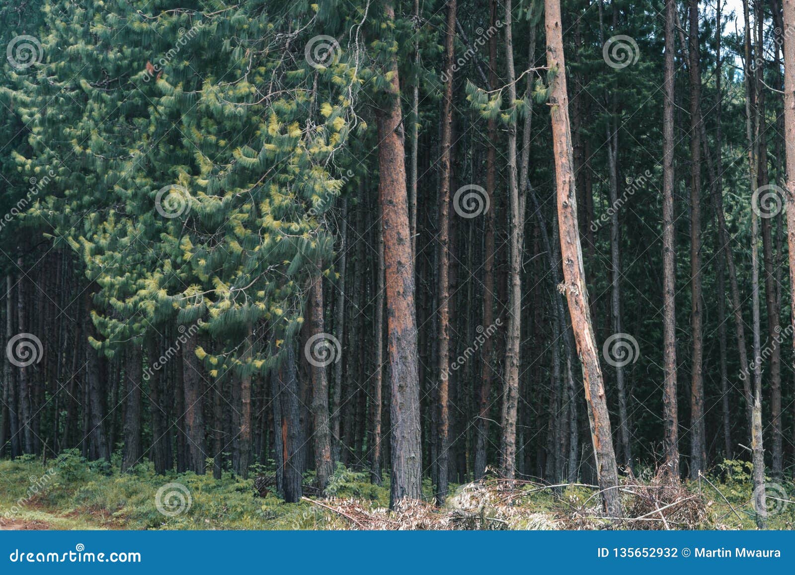Pinewood Forest in Tanzania Stock Photo - Image of forest, pinewood ...