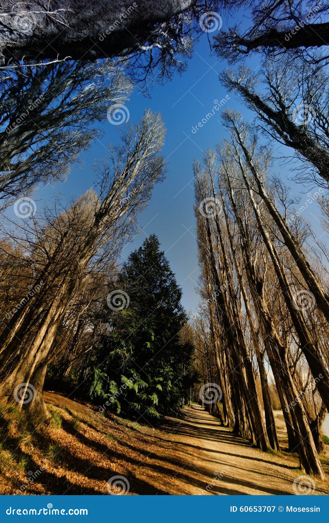 Pinewood forest stock image. Image of anau, natural, pinetree - 60653707