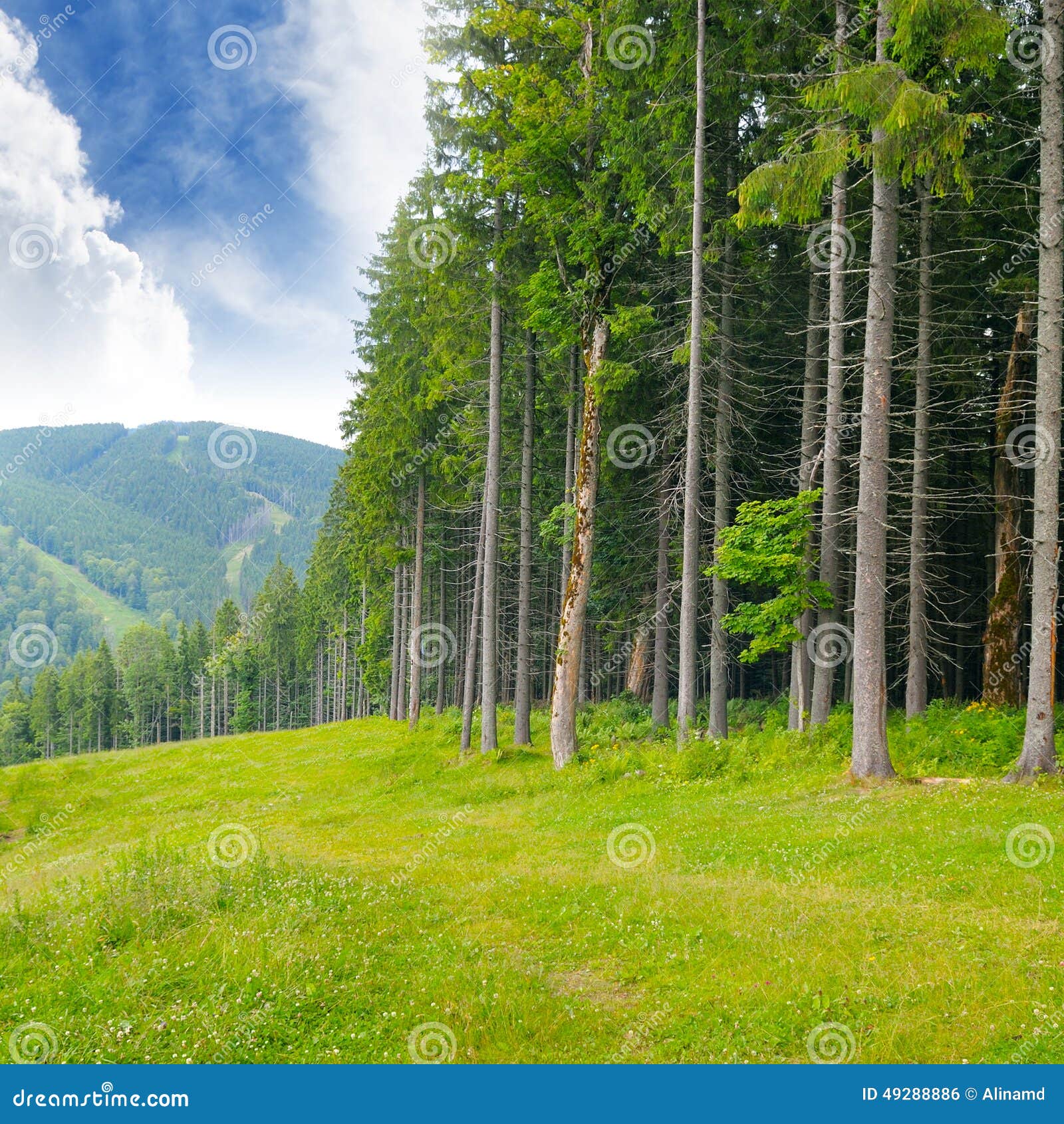 Pinewood on the hillside stock photo. Image of field - 49288886