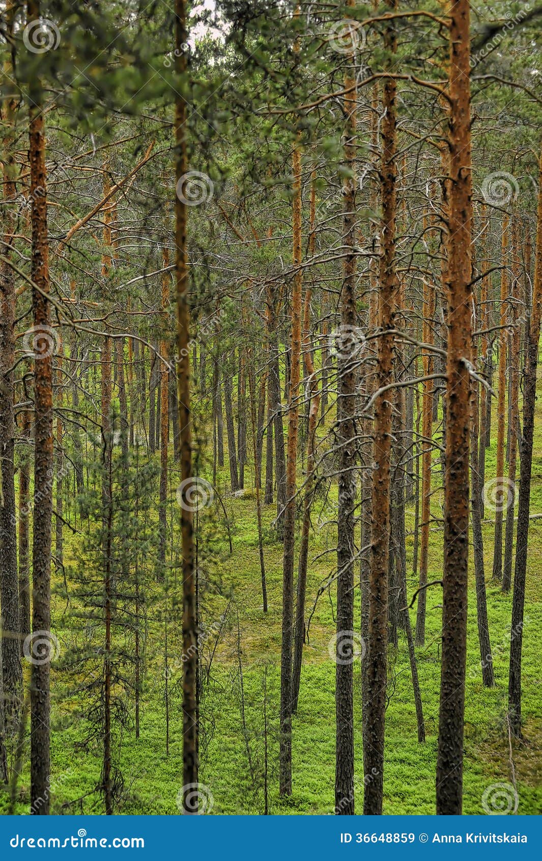 Pinewood stock image. Image of branch, natural, conifer - 36648859