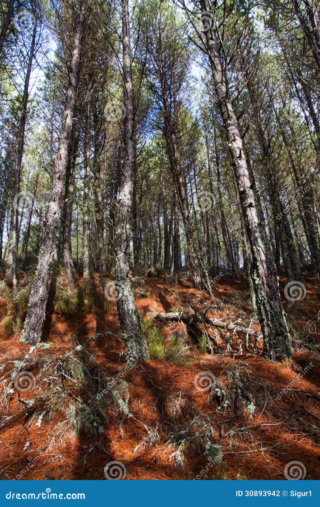 Pinewood stock photo. Image of planting, moisture, vegetation - 30893942