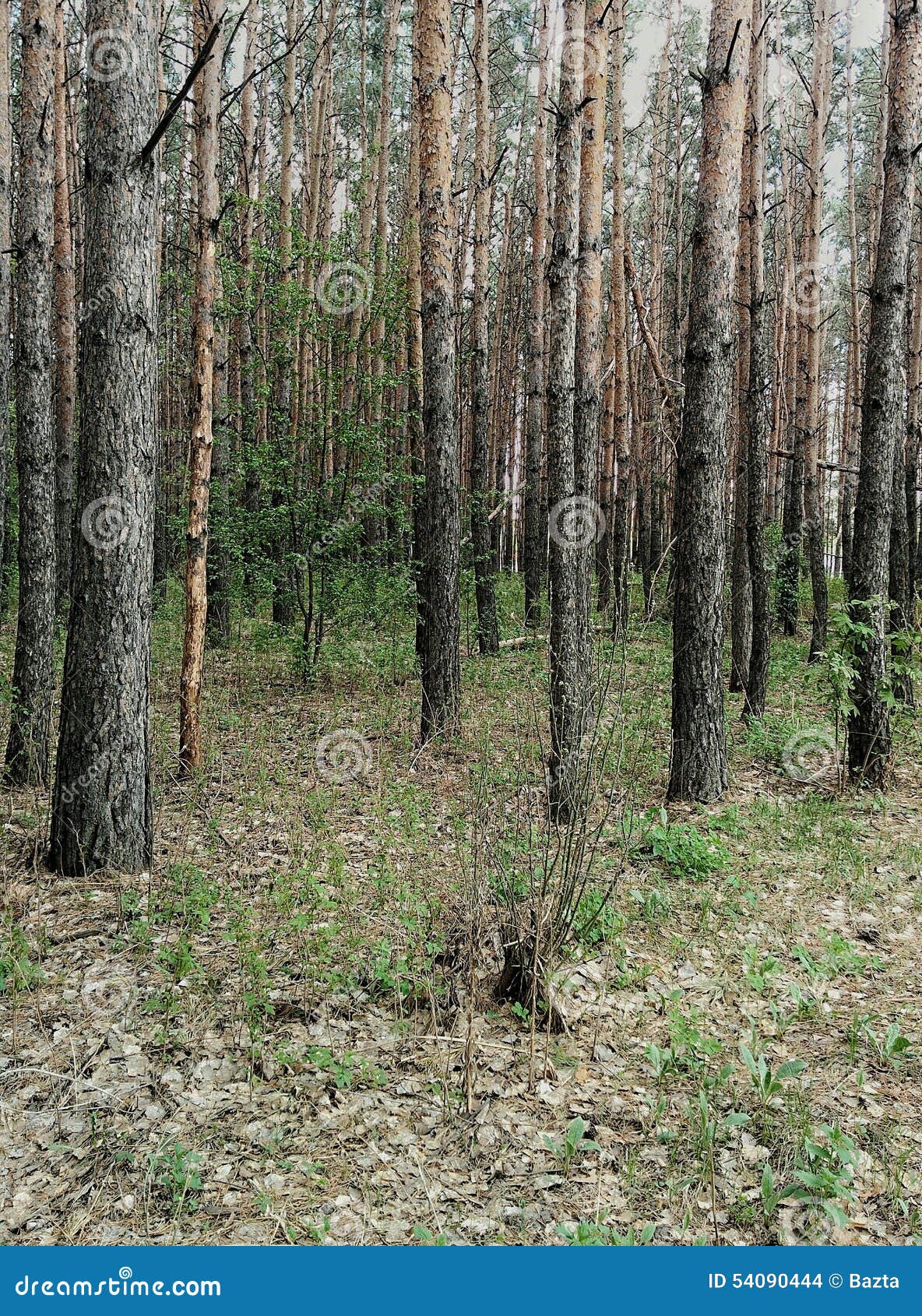 Pinewood stock photo. Image of green, pine, freshness - 54090444