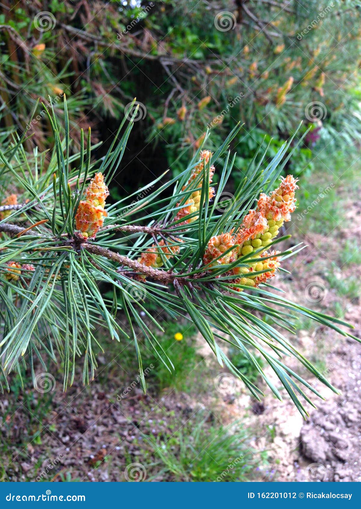 Pinewood stock photo. Image of pinecone, pinewood, beautiful - 162201012