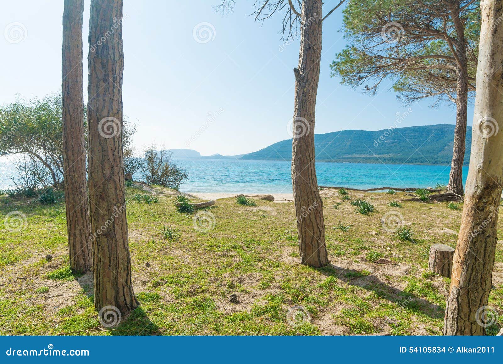 Pinewood by the Sea in Mugoni Beach Stock Photo - Image of panorama ...