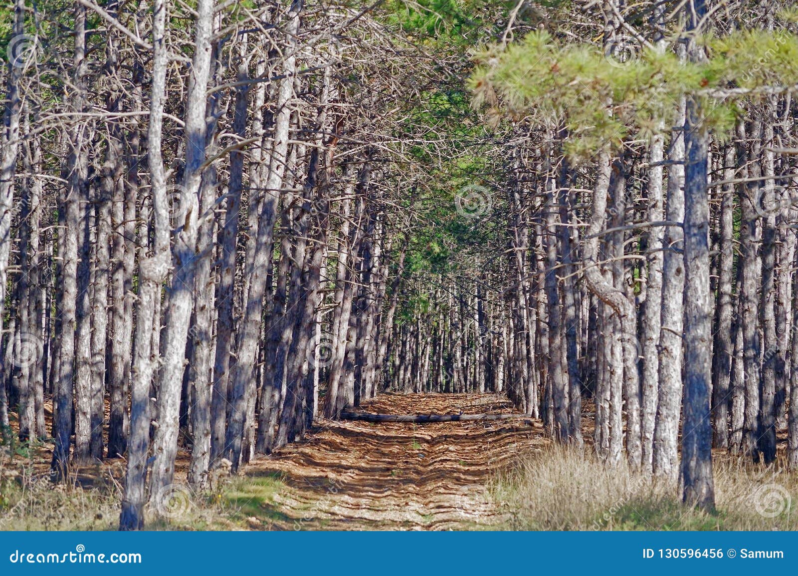 Pinewood Tree Trunks stock photo. Image of pine, trunk - 130596456