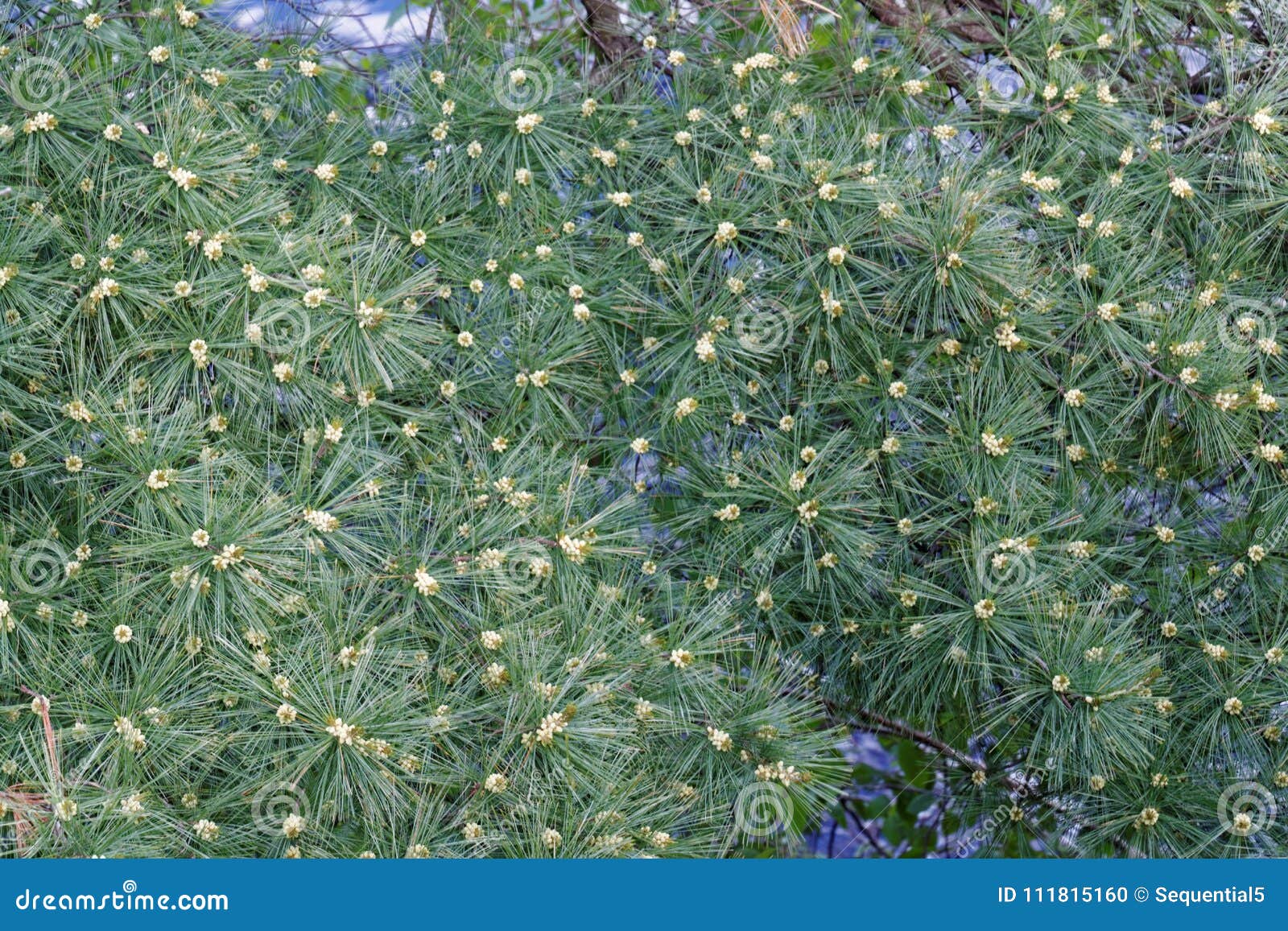 Piney stock photo. Image of wood, fresh, tree, abstract - 111815160