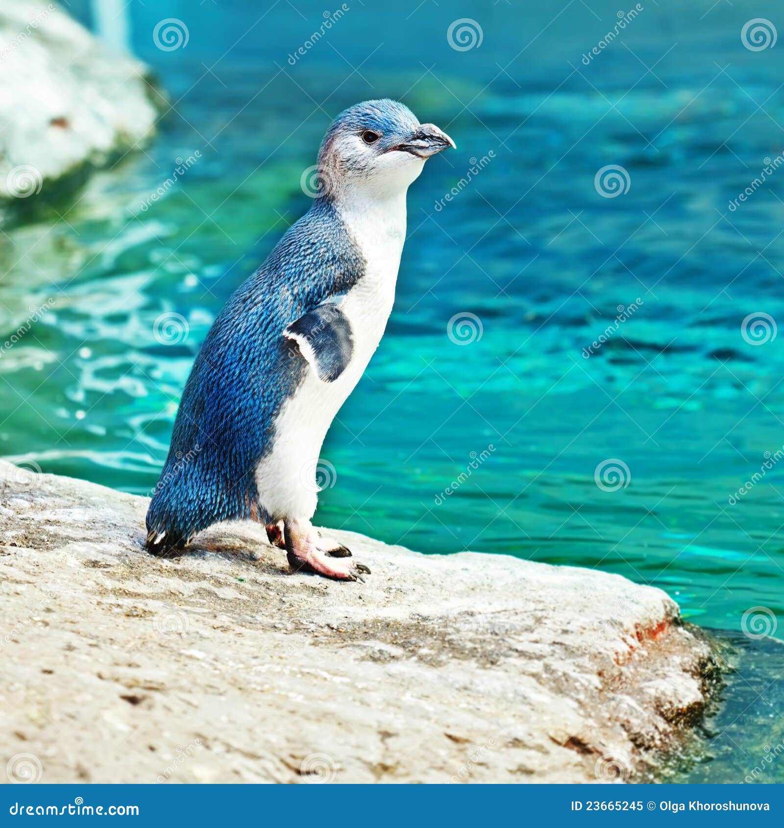 Pingüino azul imagen de archivo. Imagen de roca, australasia - 23665245