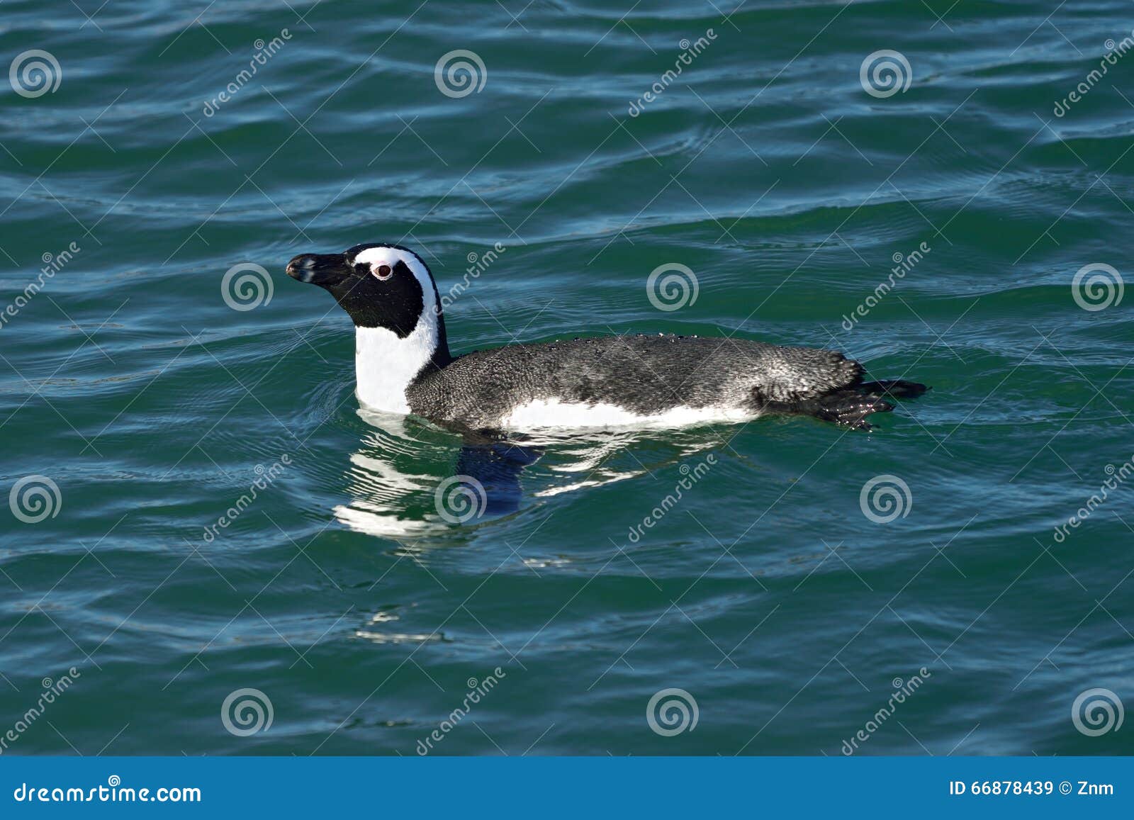 Pingüino De Zopenco, Namibia, África Imagen de archivo - Imagen de ...