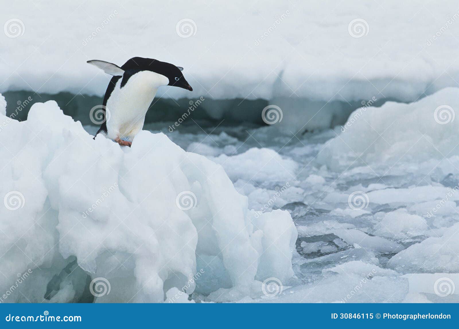 Pingüino en el iceberg imagen de archivo. Imagen de animal - 30846115