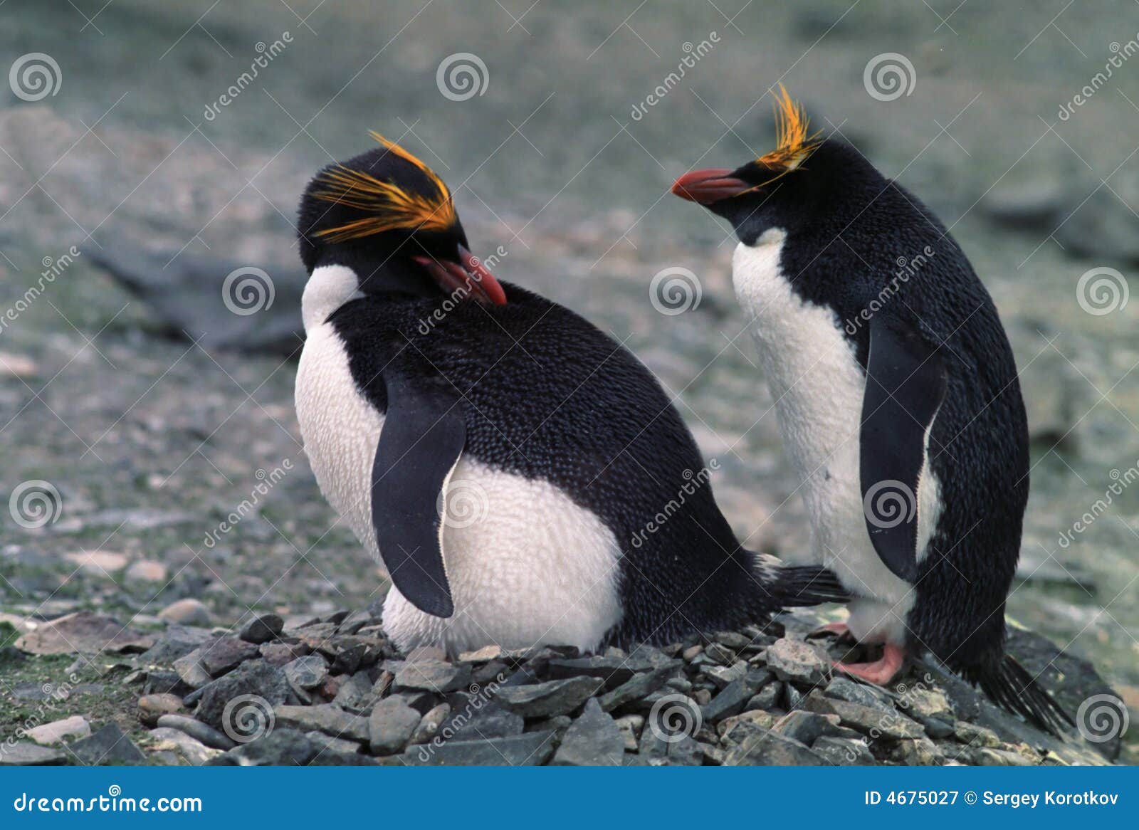 Pingüinos De Los Macarrones Imagen de archivo - Imagen de blanco ...