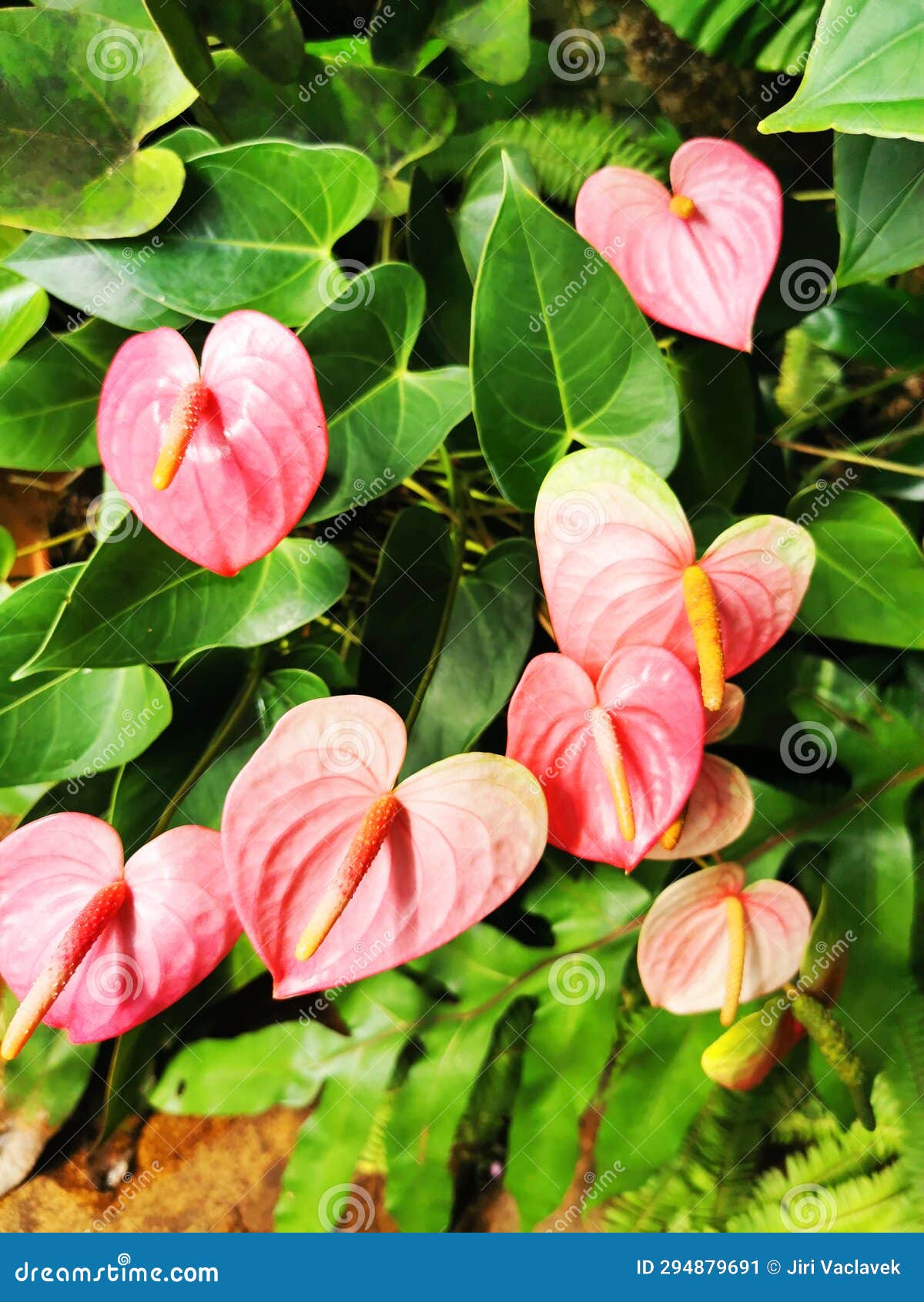 Ping Anturie Plant Flowers with Flowers Stock Image - Image of bunch ...