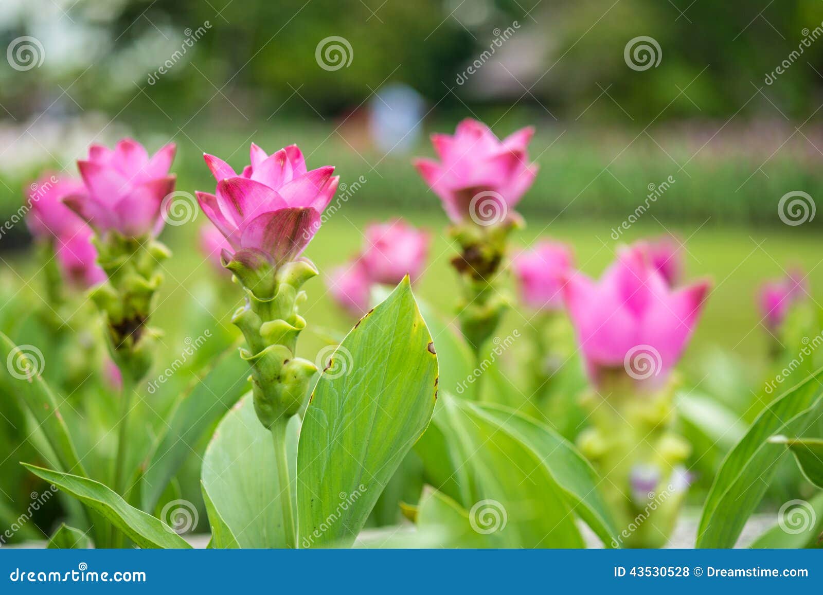 Ping flower stock photo. Image of celebration, bright - 43530528