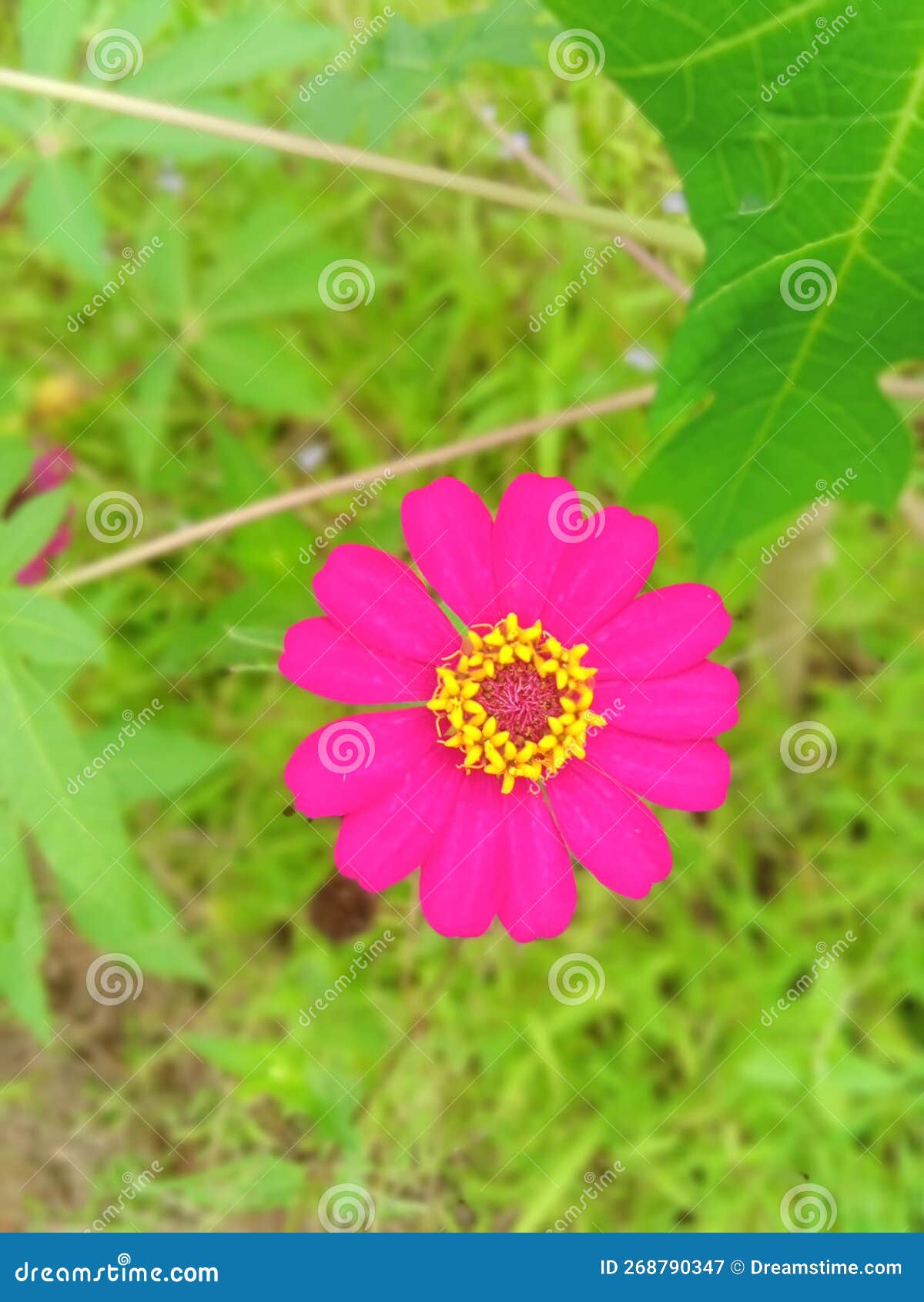 Ping Flower Yellow Grass Green Leaves Stock Image - Image of grass ...