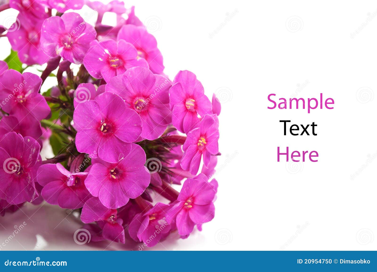 Ping flowers stock photo. Image of flora, season, blossom - 20954750