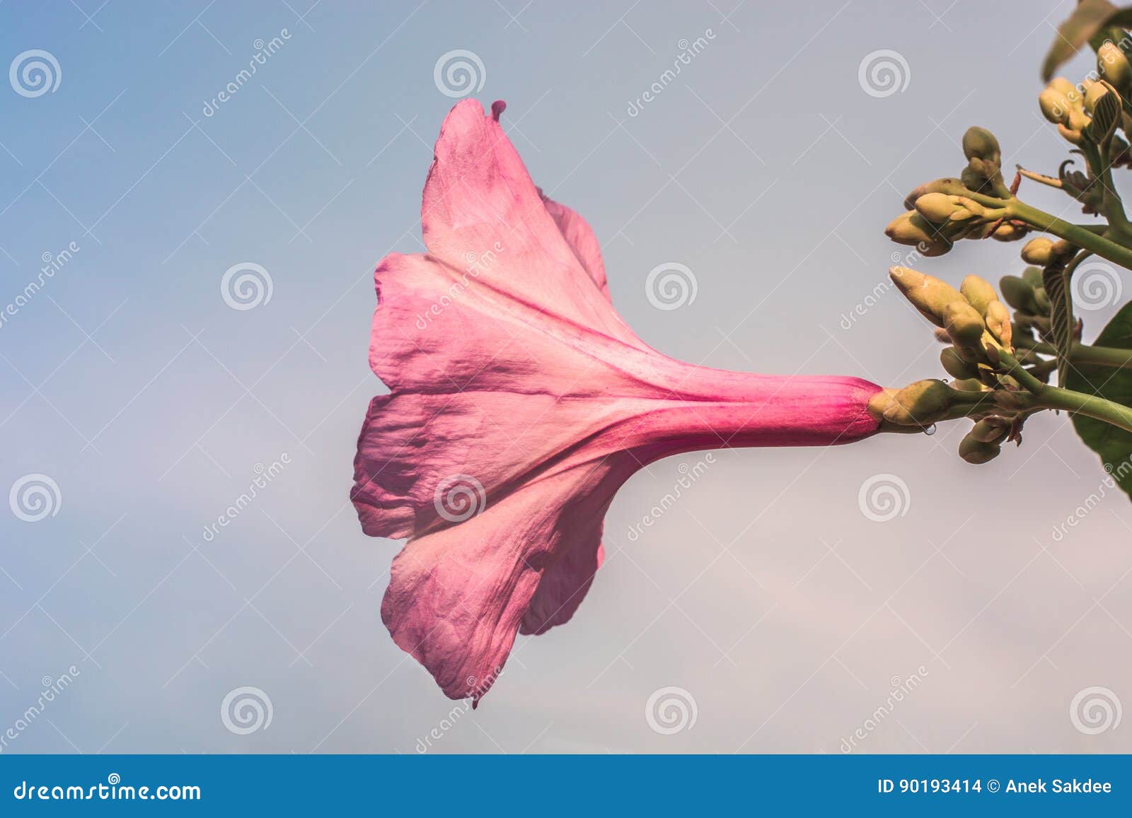 Ping flowers stock photo. Image of colorful, blinking - 90193414