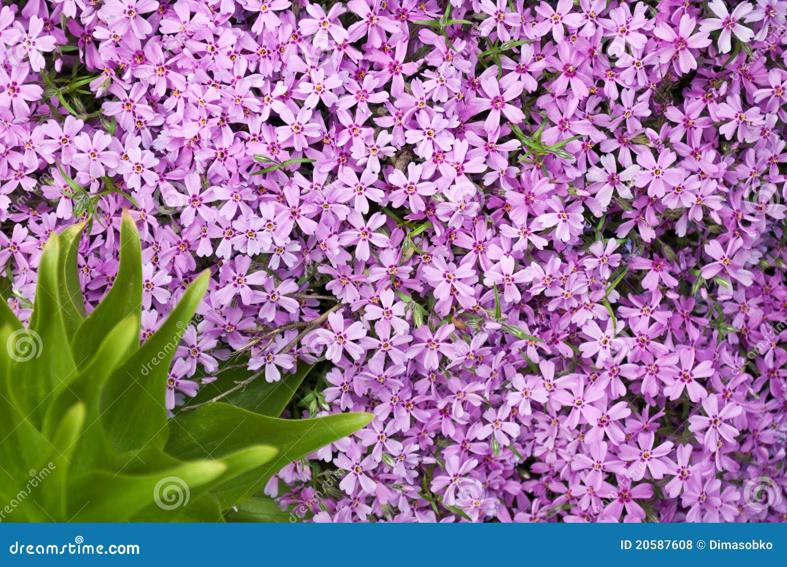 Ping Flowers and Green Leaf Stock Photo - Image of season, flowers ...