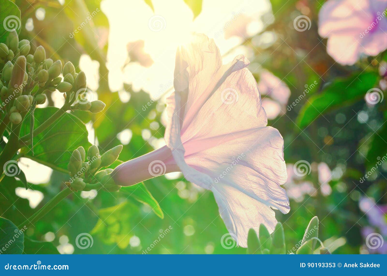 Ping flowers. stock image. Image of natural, grass, concept - 90193353