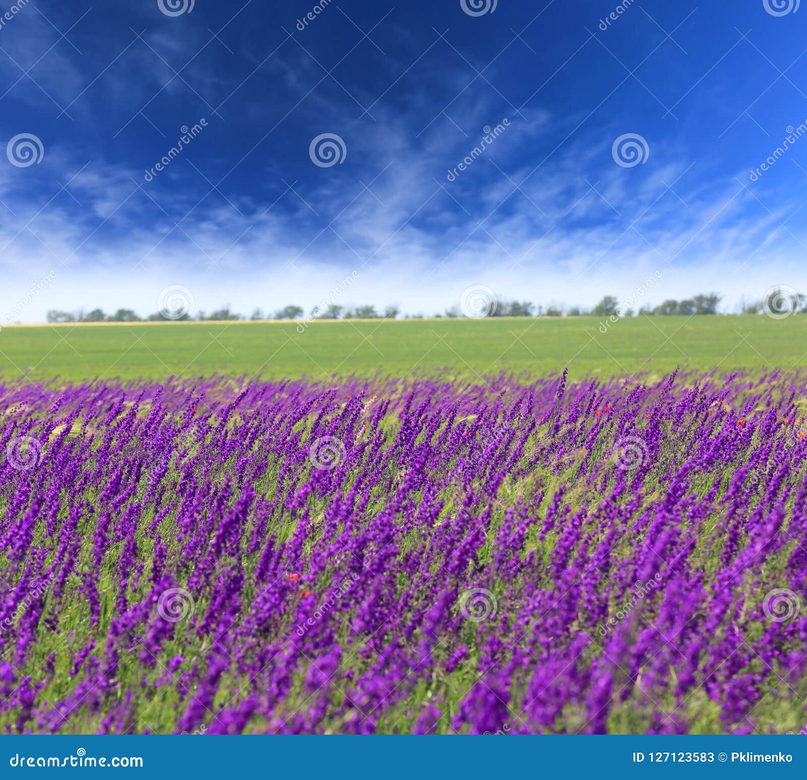 Ping Flowers on Green Meadow Stock Image - Image of beautiful, outdoor ...