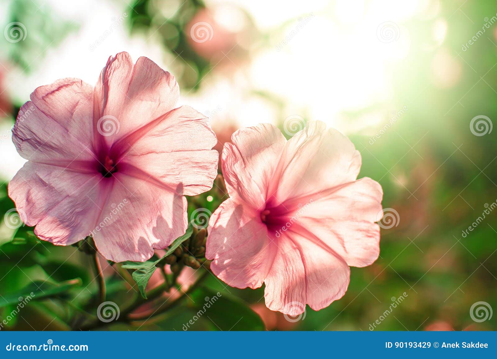 Ping flowers. stock image. Image of green, botany, blinking - 90193429