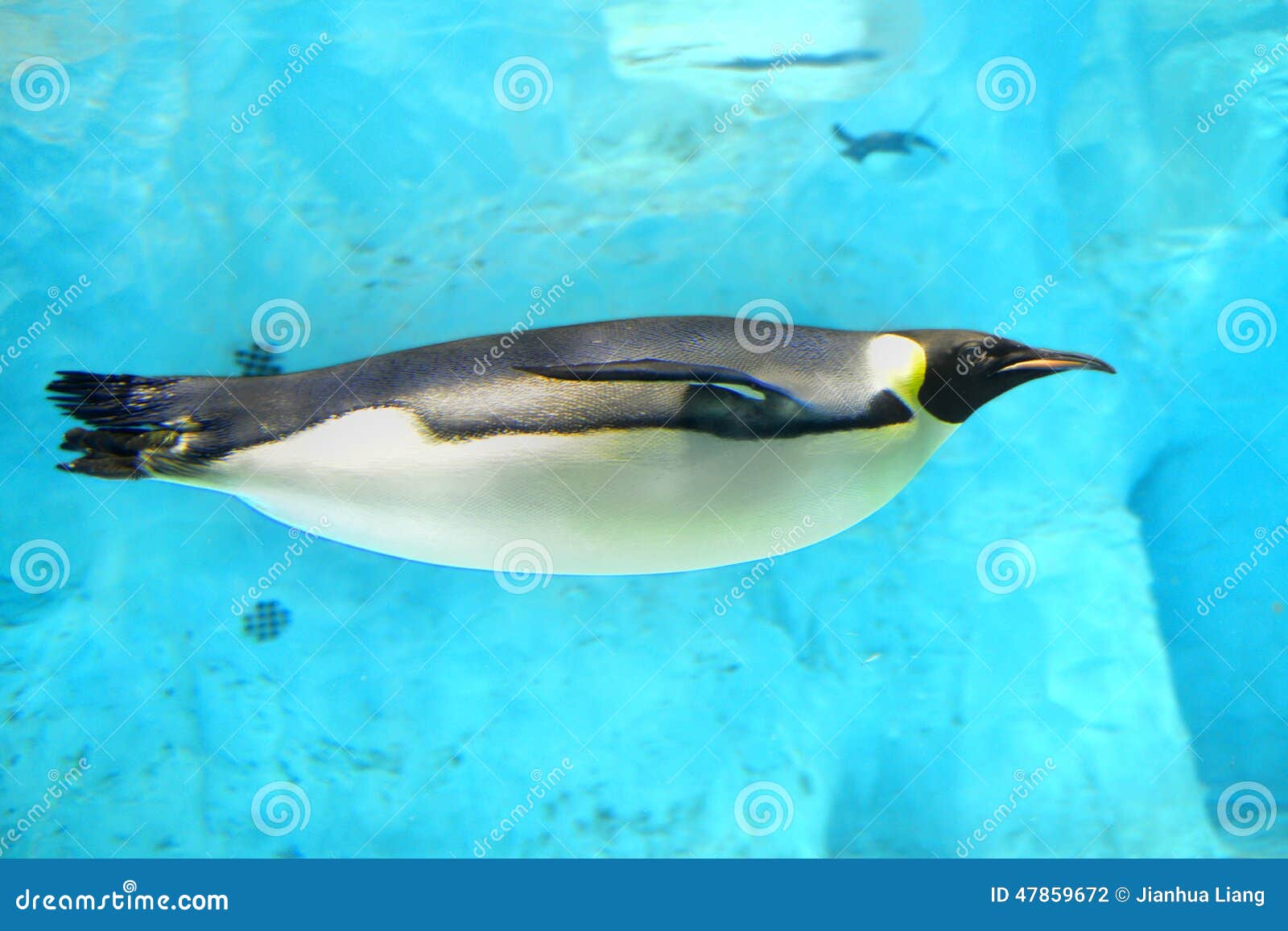 Ping?ino de emperador foto de archivo. Imagen de velocidad - 47859672