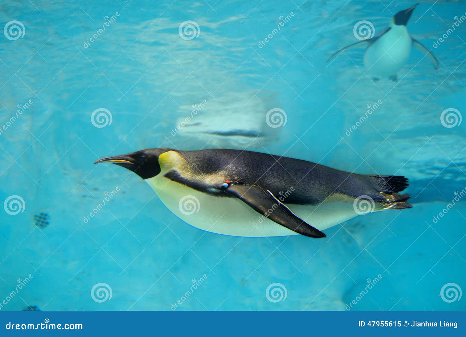 Ping?ino de emperador imagen de archivo. Imagen de velocidad - 47955615