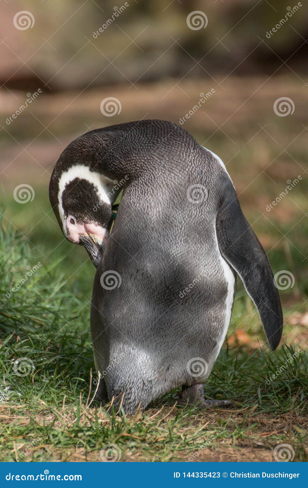 Ping?ino imagen de archivo. Imagen de lindo, afuera - 144335423