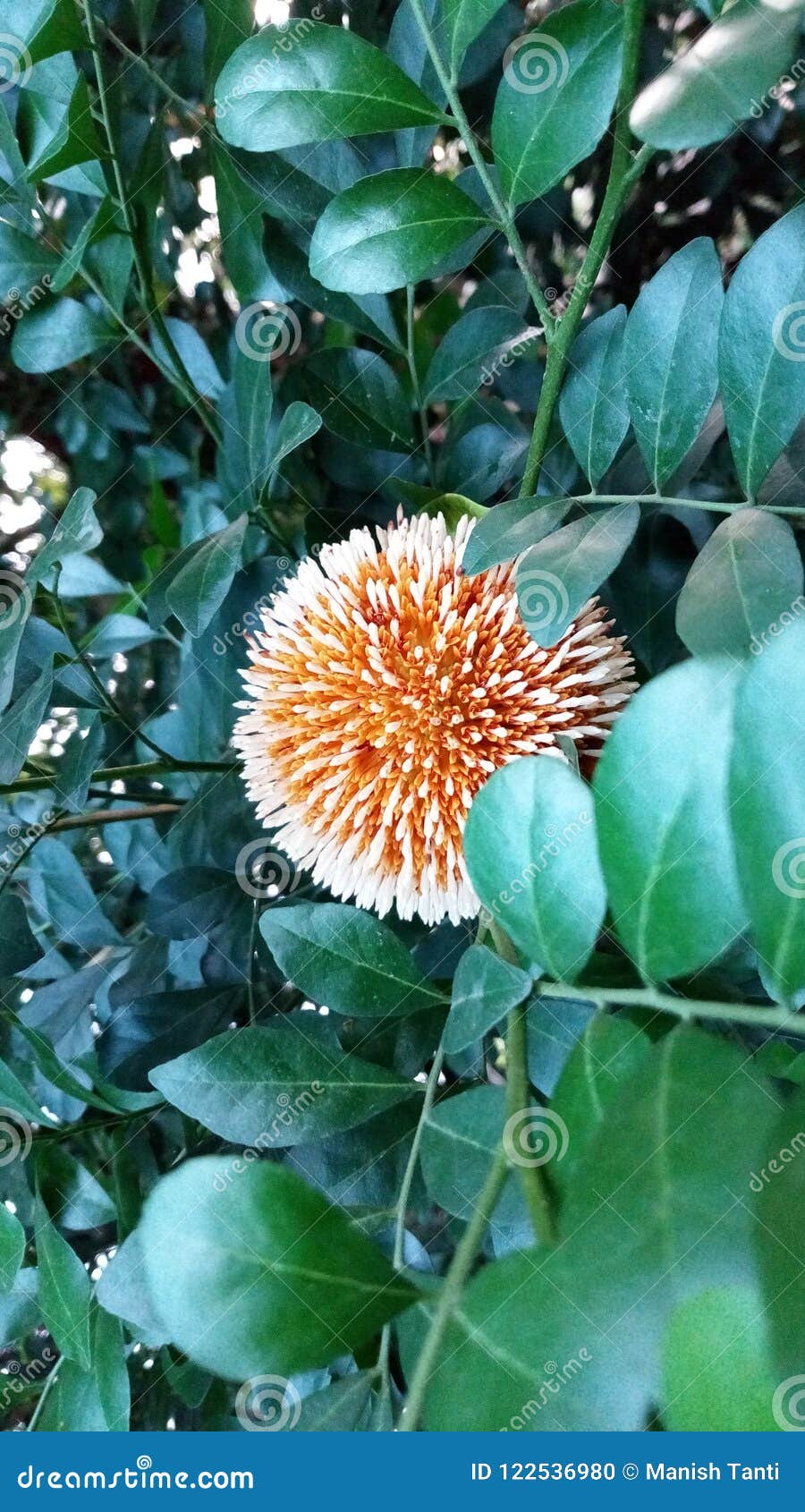 Ping pong flower stock photo. Image of ping, honor, pong - 122536980