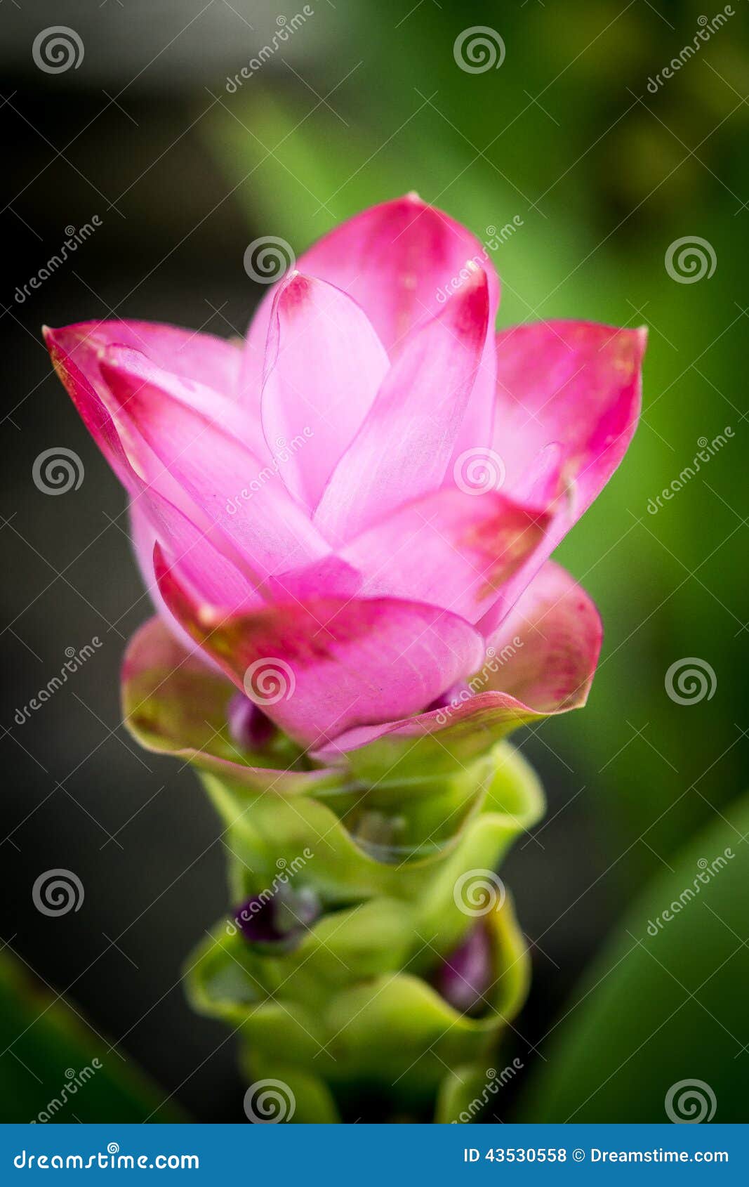 Ping single flower stock photo. Image of fresh, happy - 43530558