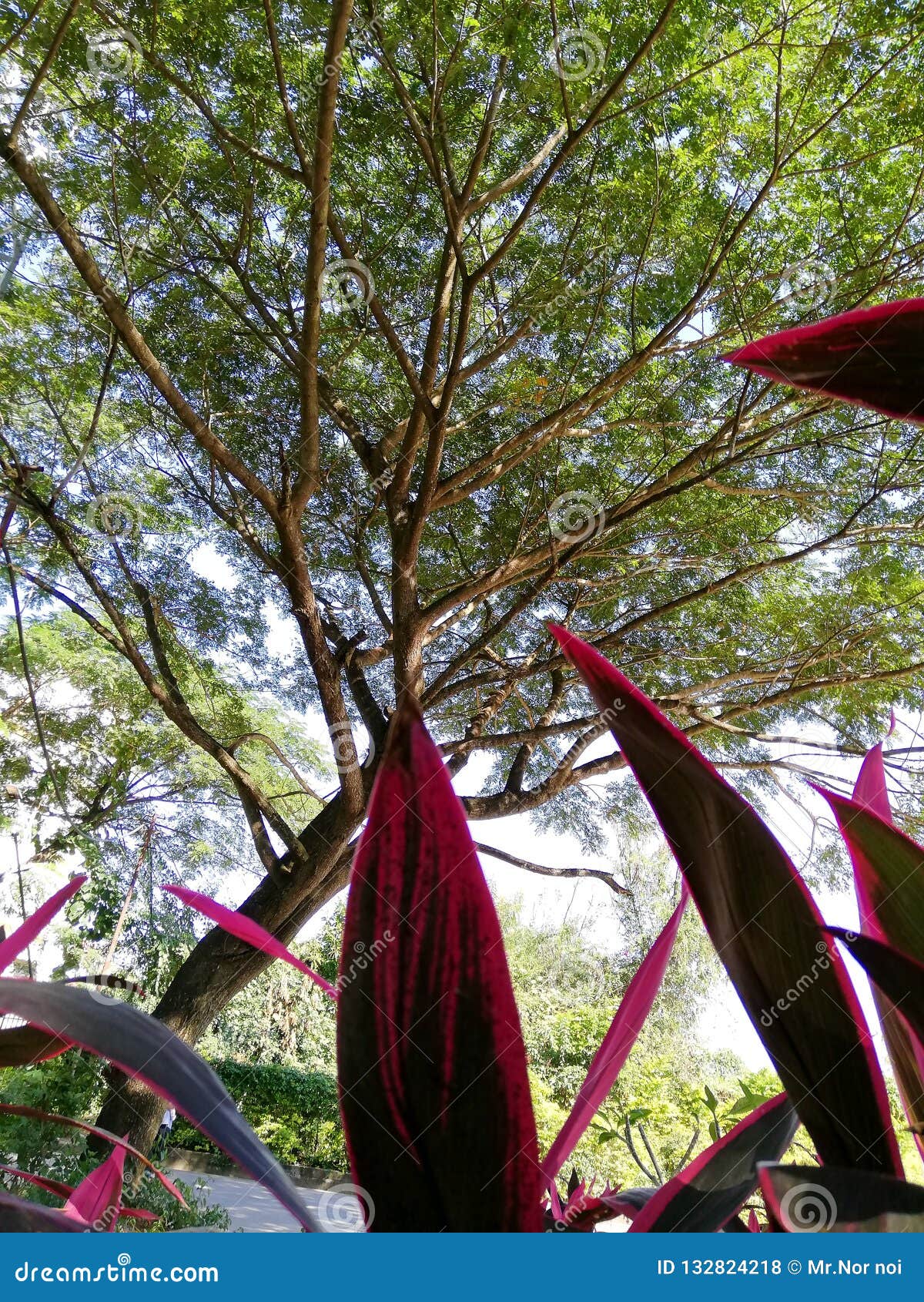 A ping the tree stock photo. Image of tree, ping, park - 132824218
