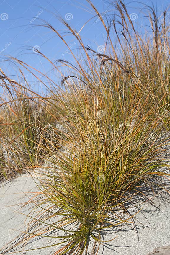 Pingao厂 库存照片. 图片 包括有 沿海, 蓝色, 工厂, 绳索, 二项式, 沙丘, 叶子, 触击 - 33862320