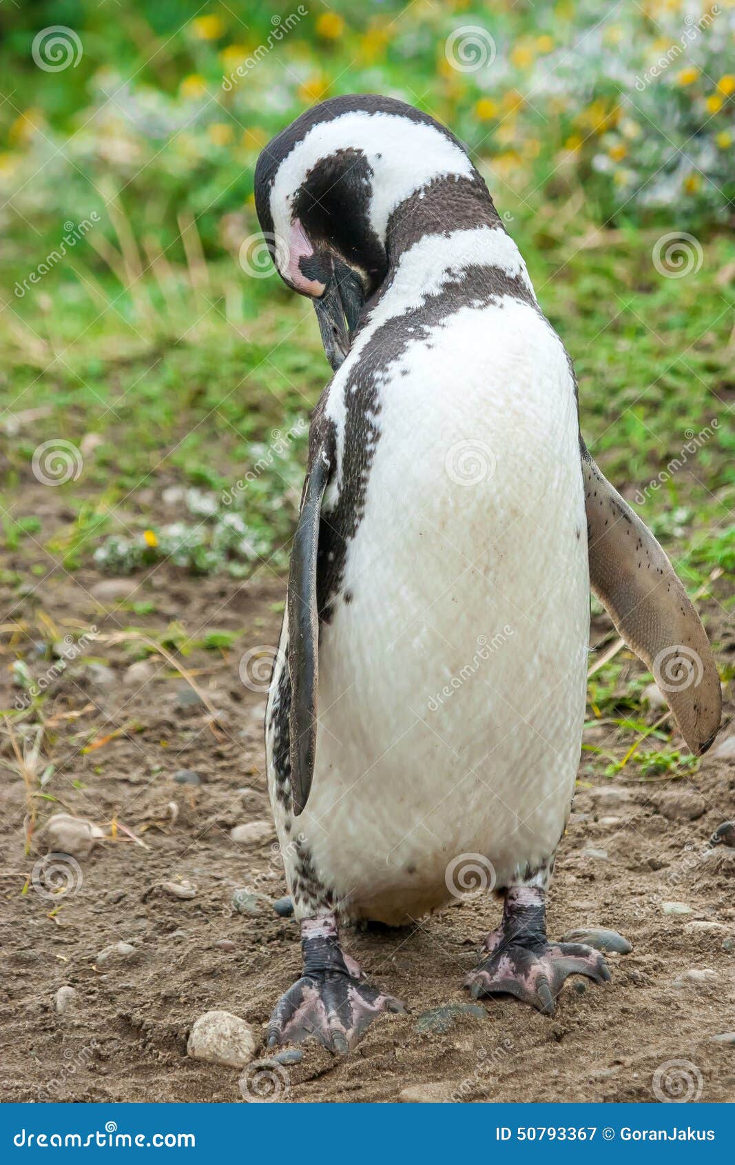 Pingouin au Chili image stock. Image of noir, ornithologie - 50793367