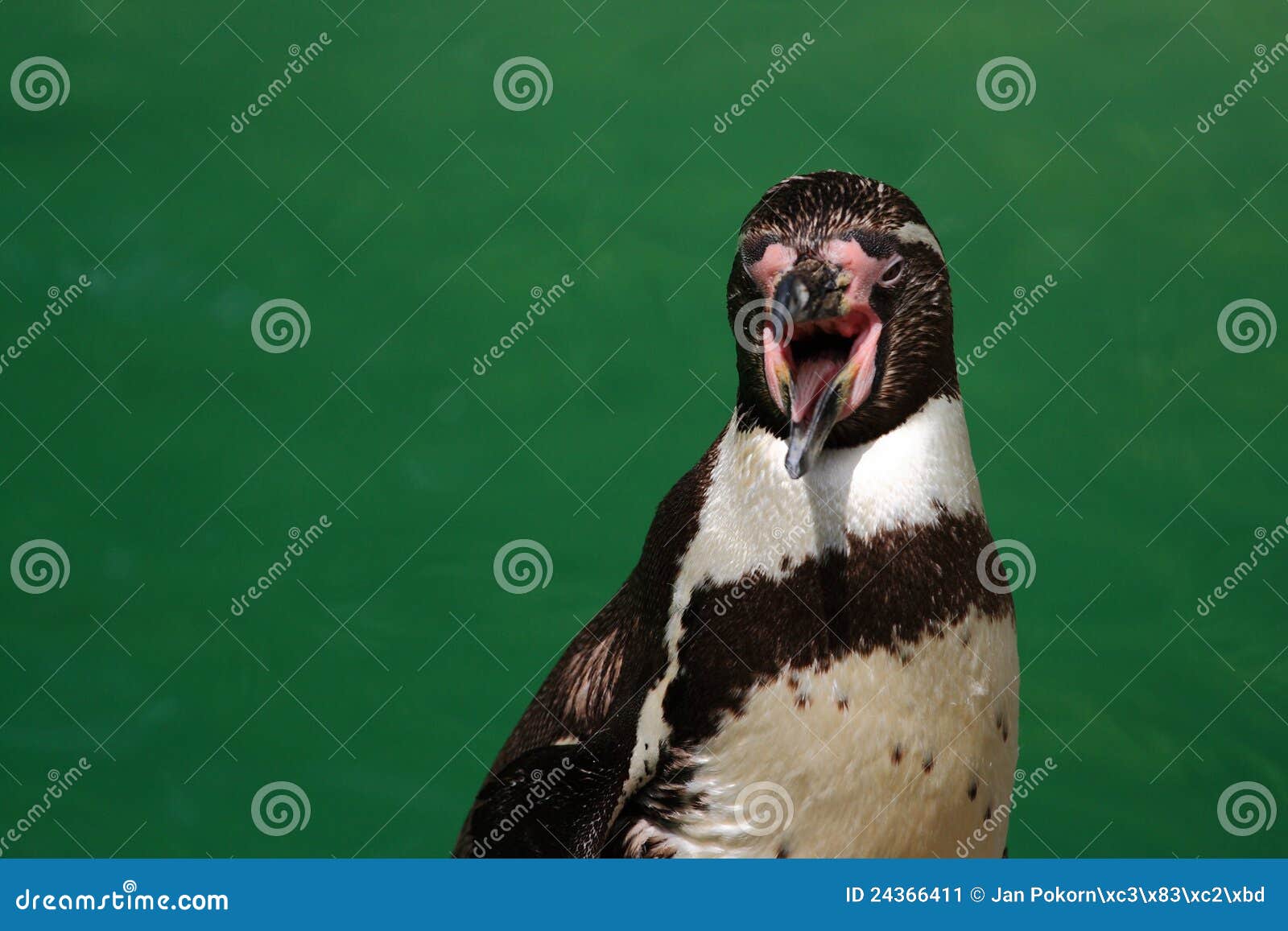 Pingouin, bec ouvert image stock. Image du découpage - 24366411