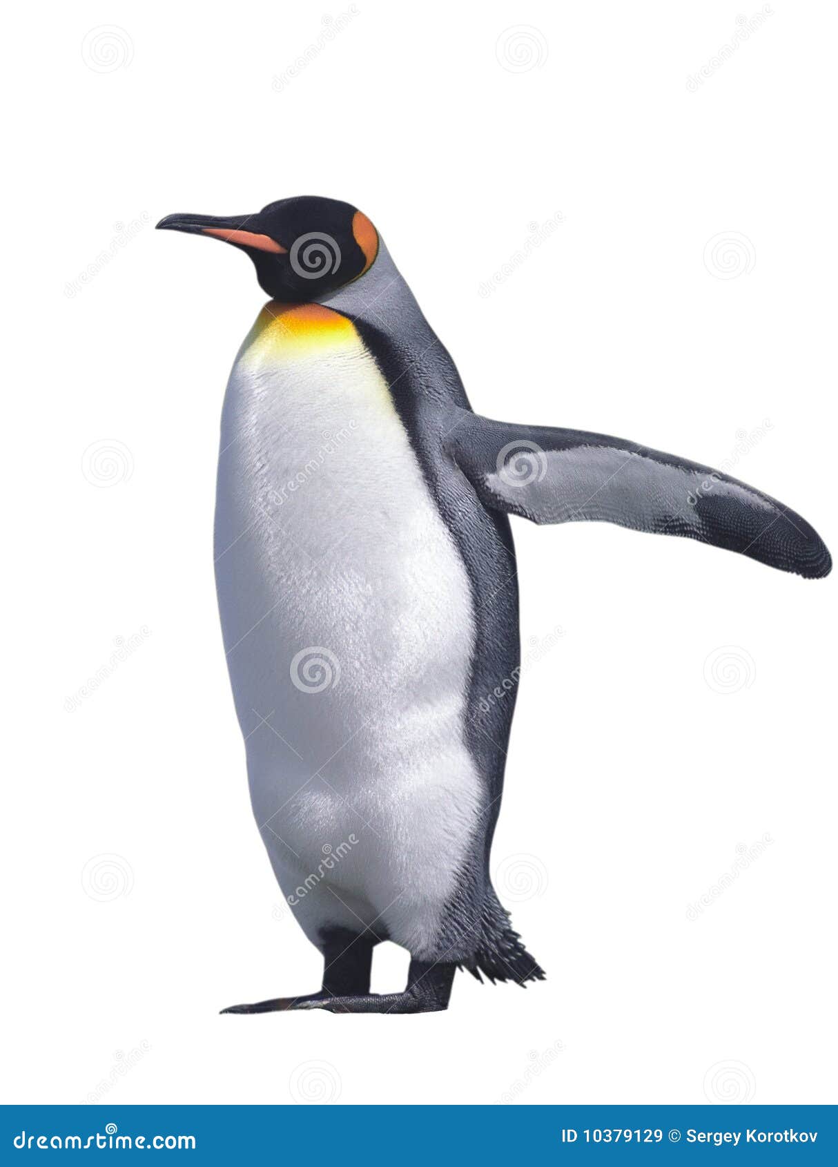 Pingouin D'isolement Par Empereur Image stock - Image du découpage ...