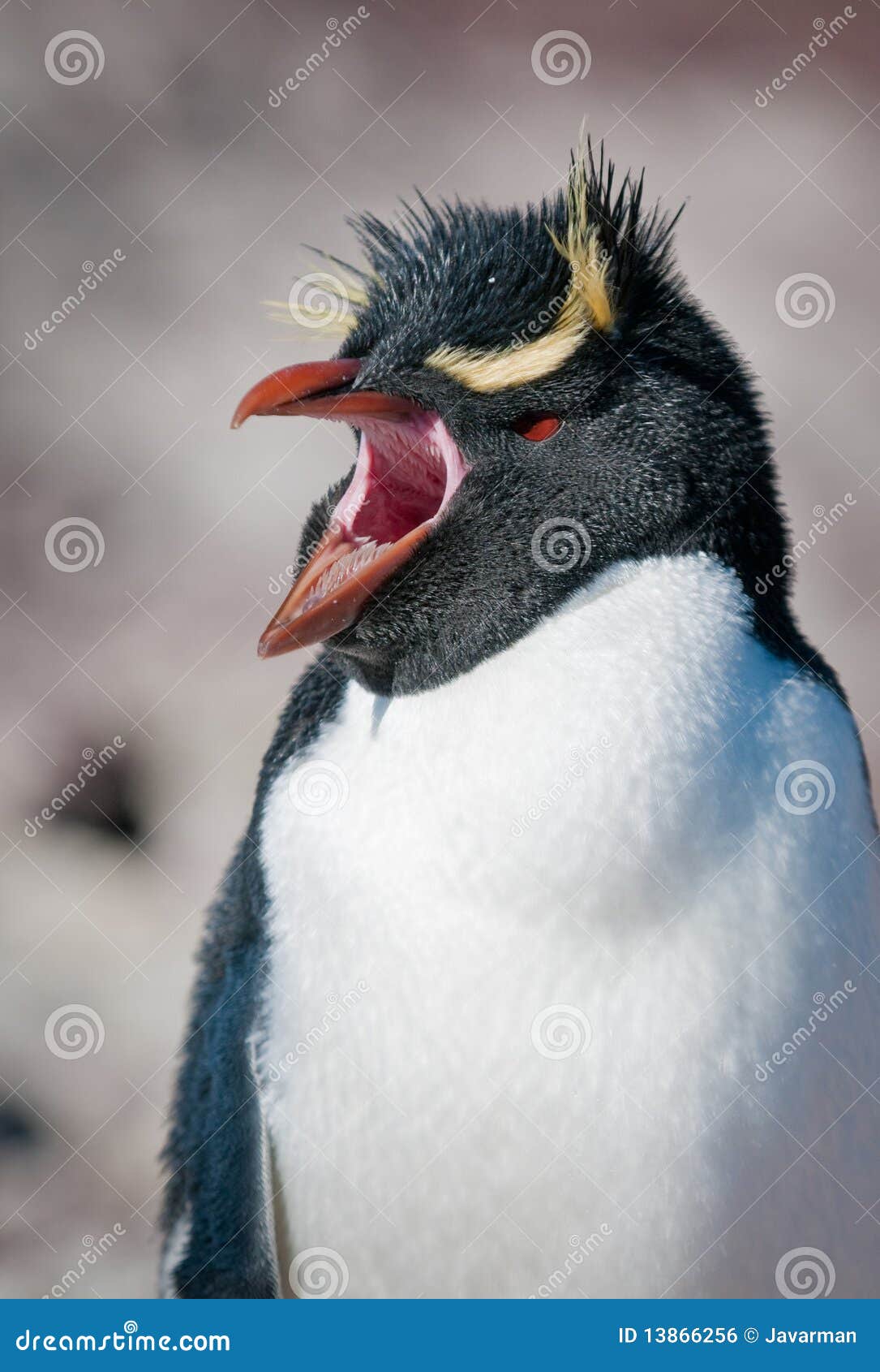 Pingouin de Rockhopper photo stock. Image du durée, gentil - 13866256
