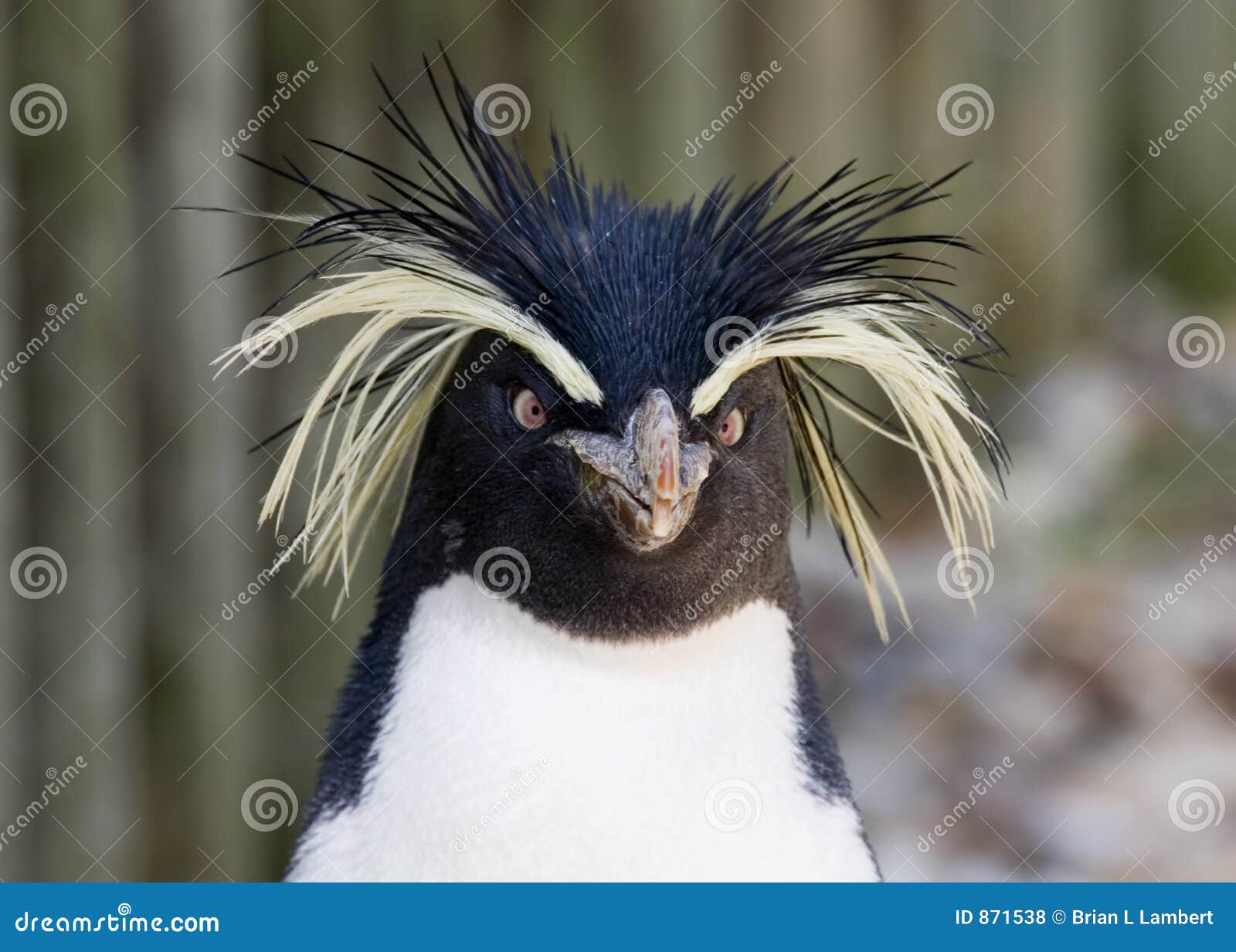 Pingouin De Rockhopper Photos libres de droits - Image: 871538