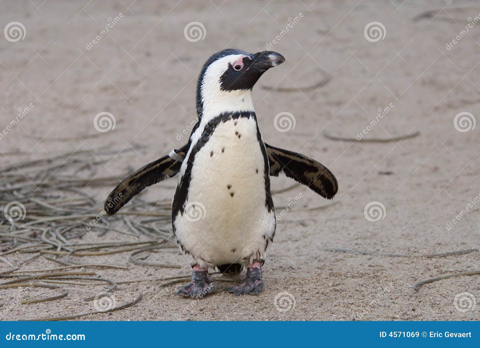 Pingouin mignon image stock. Image du économie, froid - 4571069