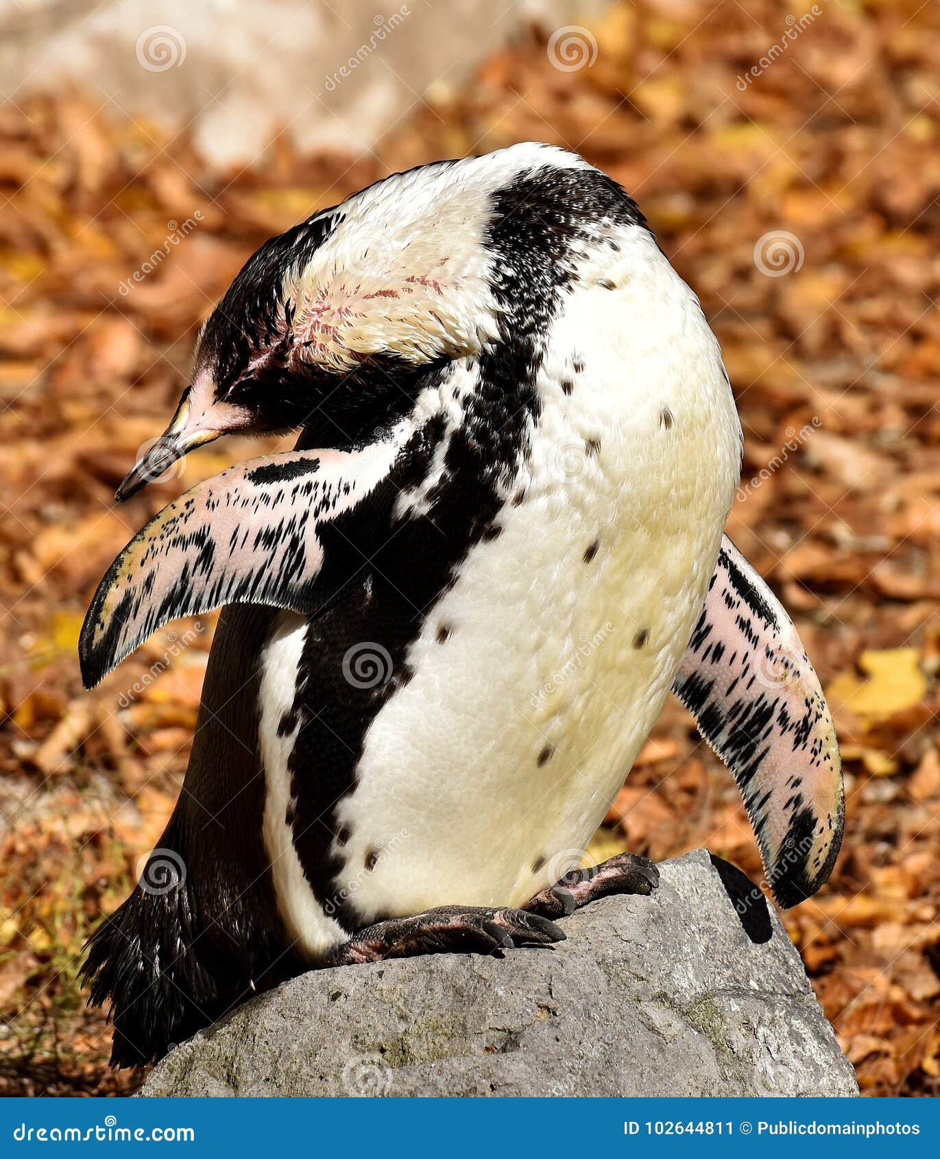Pingouin, Oiseau, Oiseau Incapable De Voler, Bec Image. Image: 102644811