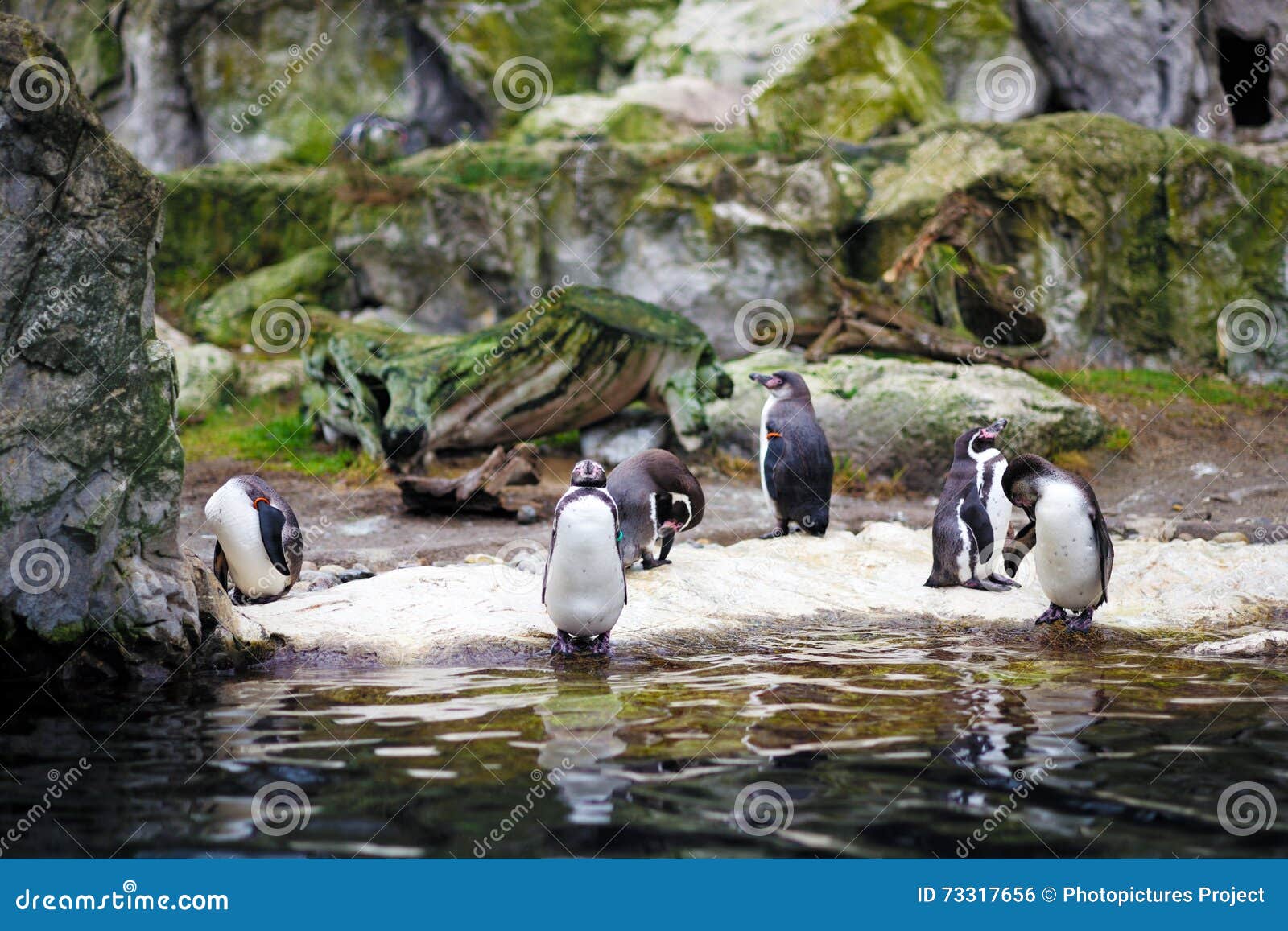 Pingouins Dans Le Zoo De Vienne Schonbrunn Photo éditorial - Image du ...
