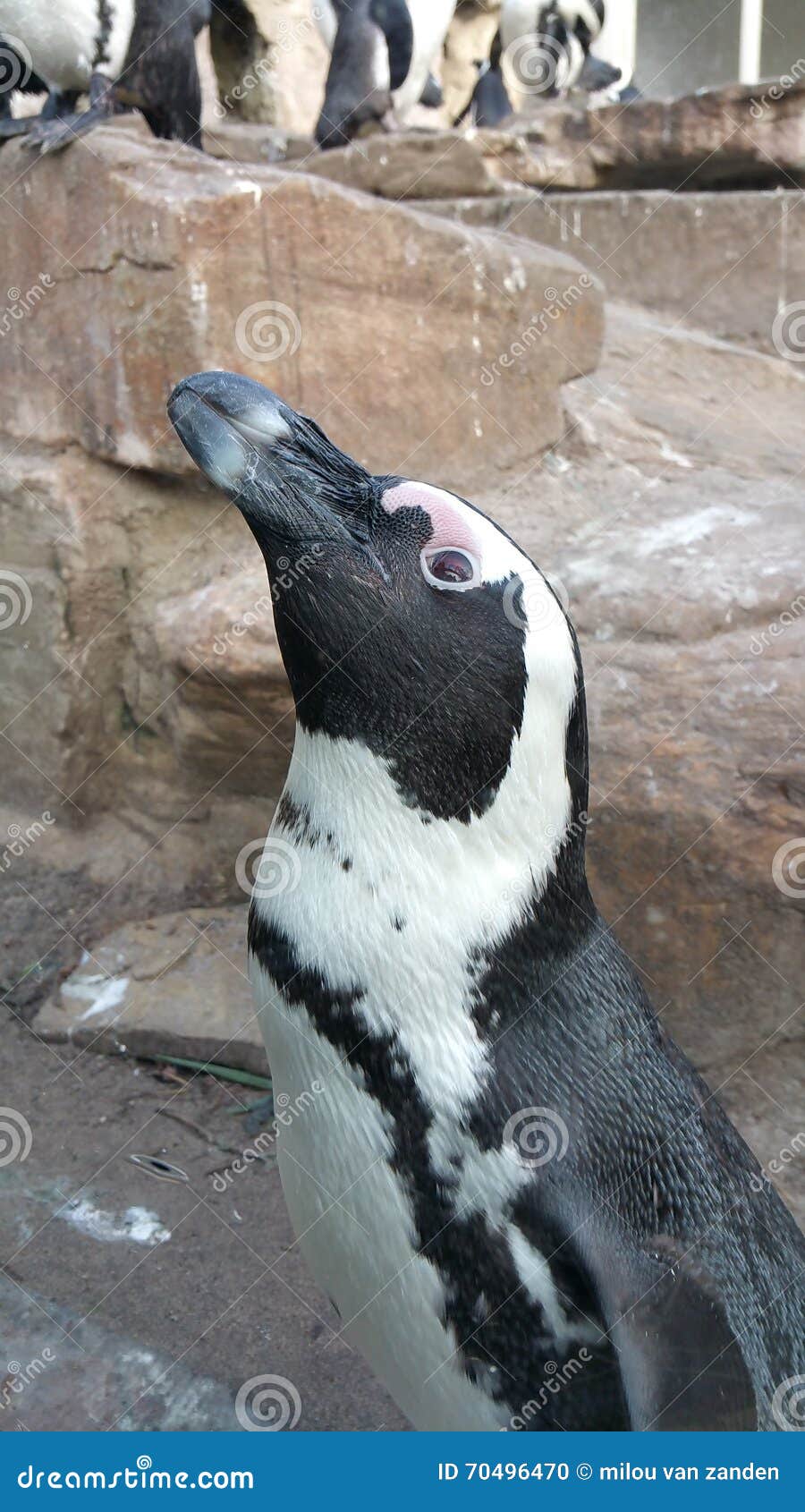 PinguÃ¯n foto de stock. Imagem de - 70496470