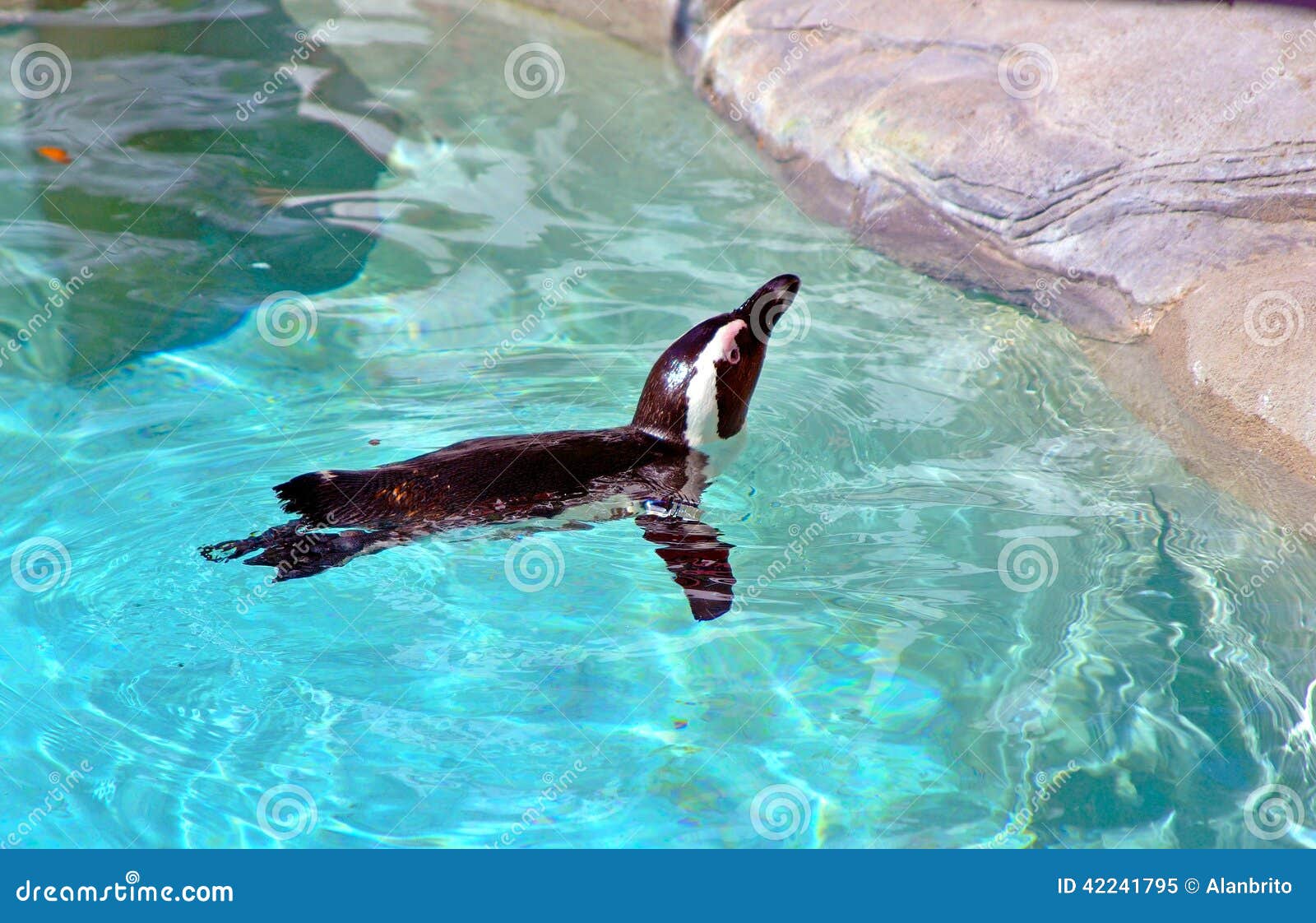 Pinguïn Die in Een Pool Zwemmen Stock Afbeelding - Image of kust ...